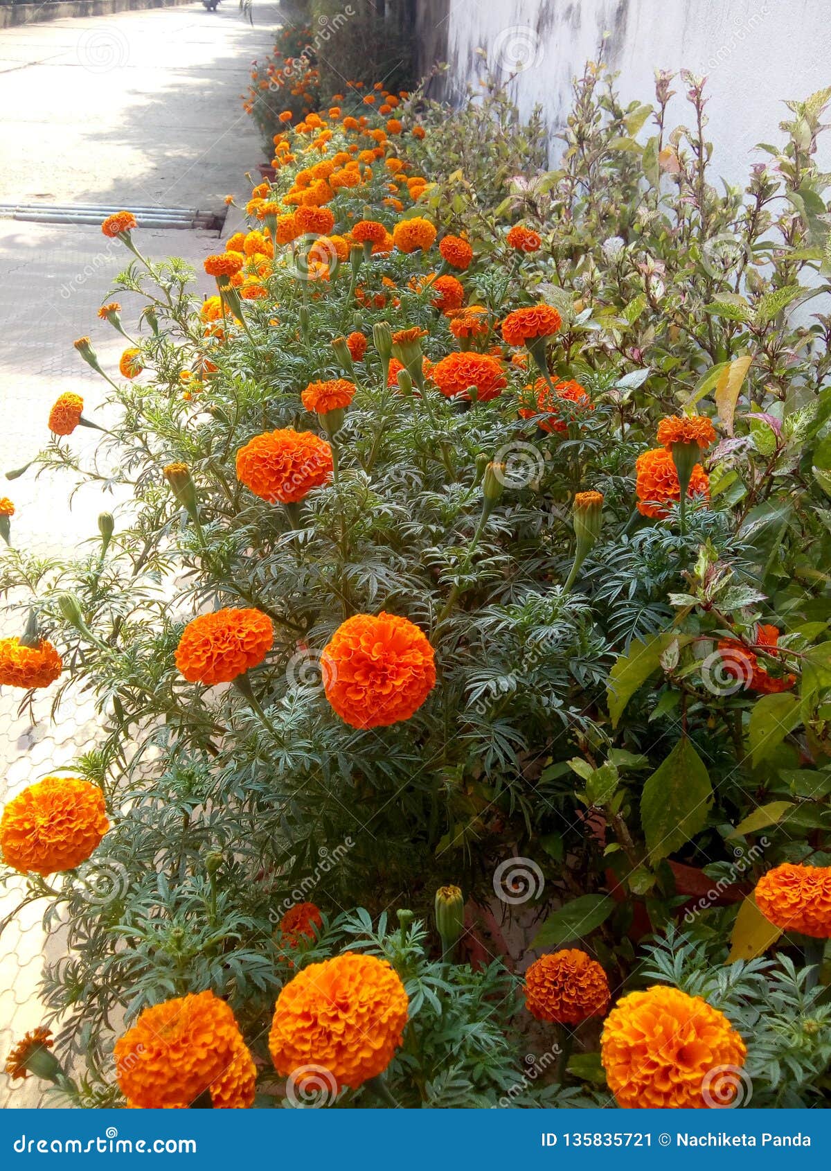 Maroon marigold stock image. Image of flower, marigold - 135835721