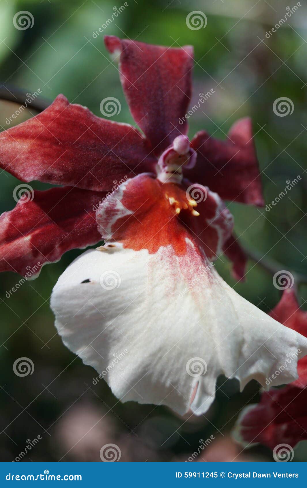 Maroon Orchid stock image. Image of green, pink, tropical - 59911245