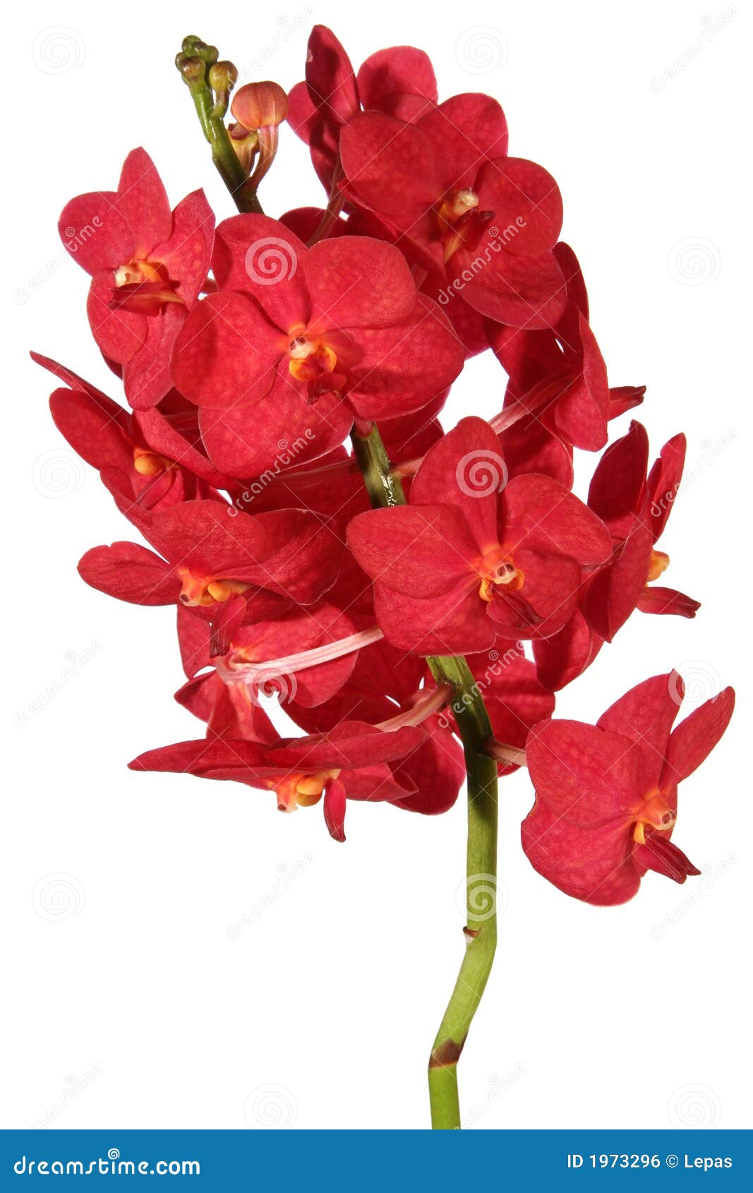 Maroon orchid flower stock photo. Image of beautiful, summer - 1973296