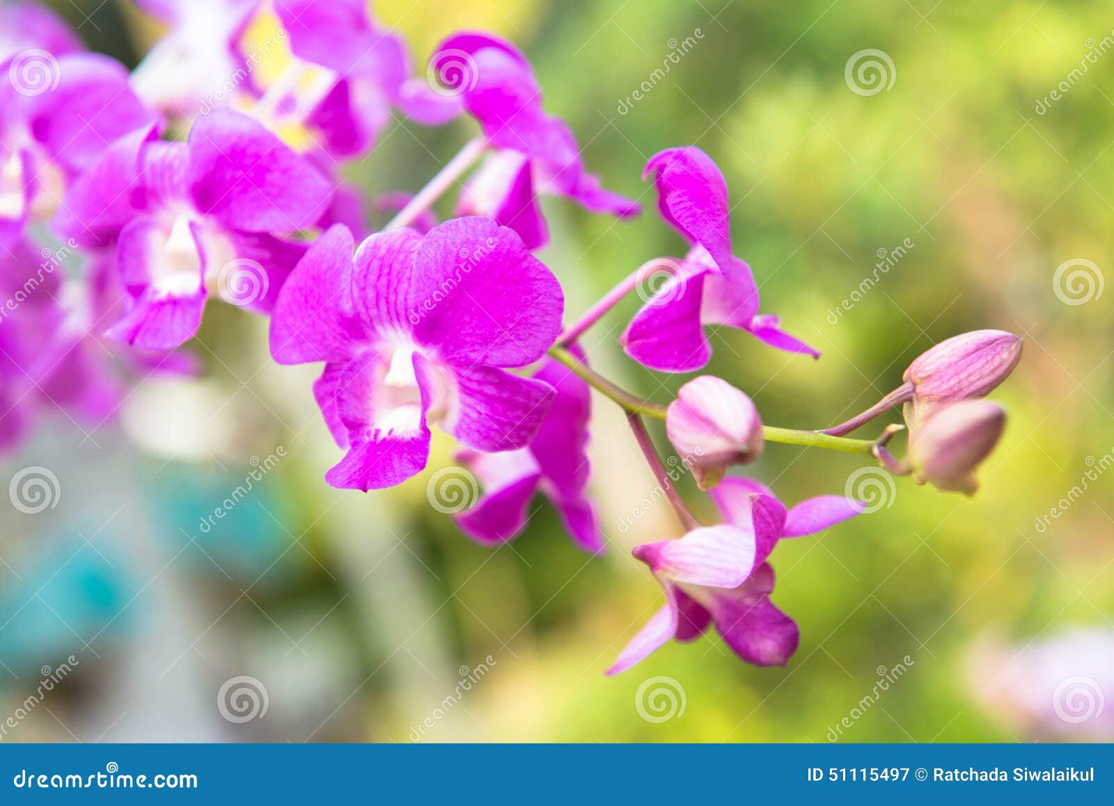 Maroon orchid stock image. Image of macro, floral, green - 51115497