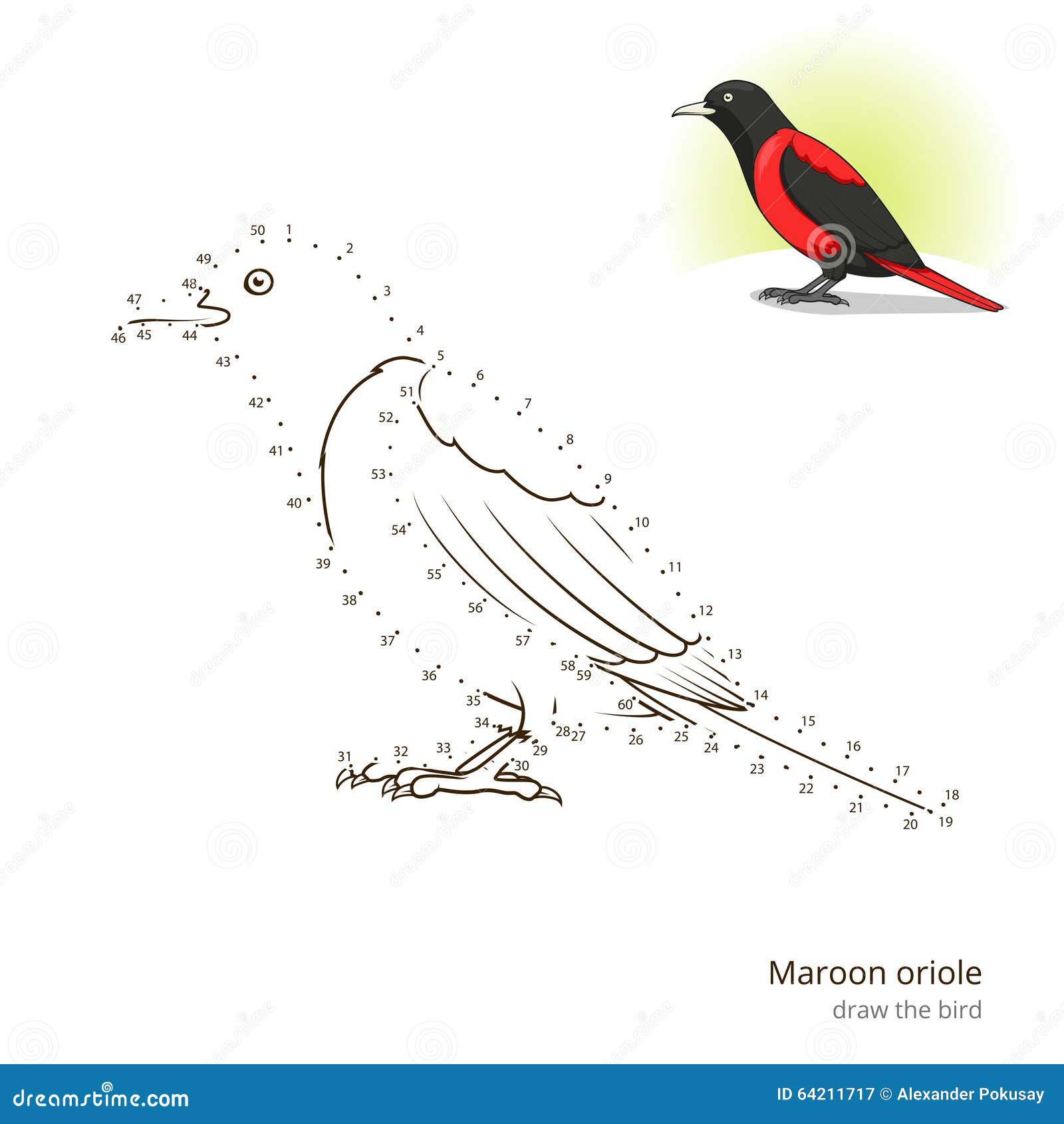 Maroon Oriole Bird Learn To Draw Vector Stock Vector - Illustration of ...