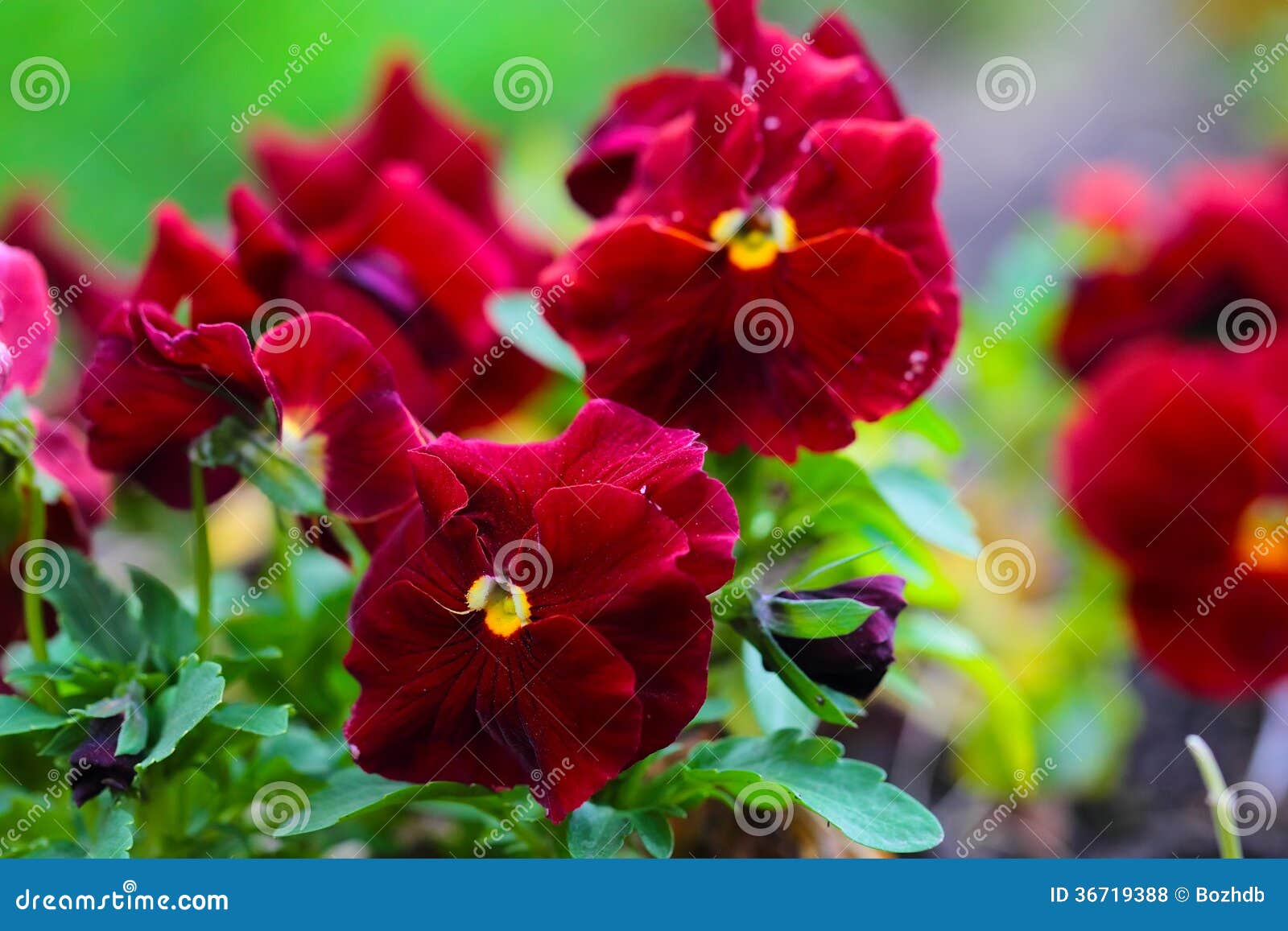 Maroon Pansy Flowers on Flower Bed Stock Photo - Image of field ...