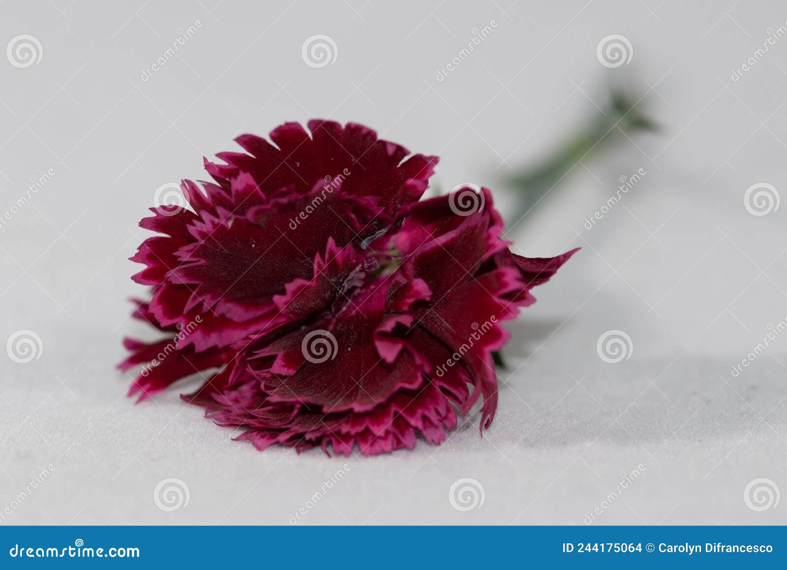 Maroon Red Carnation with a Green Stem on a White Background Stock ...