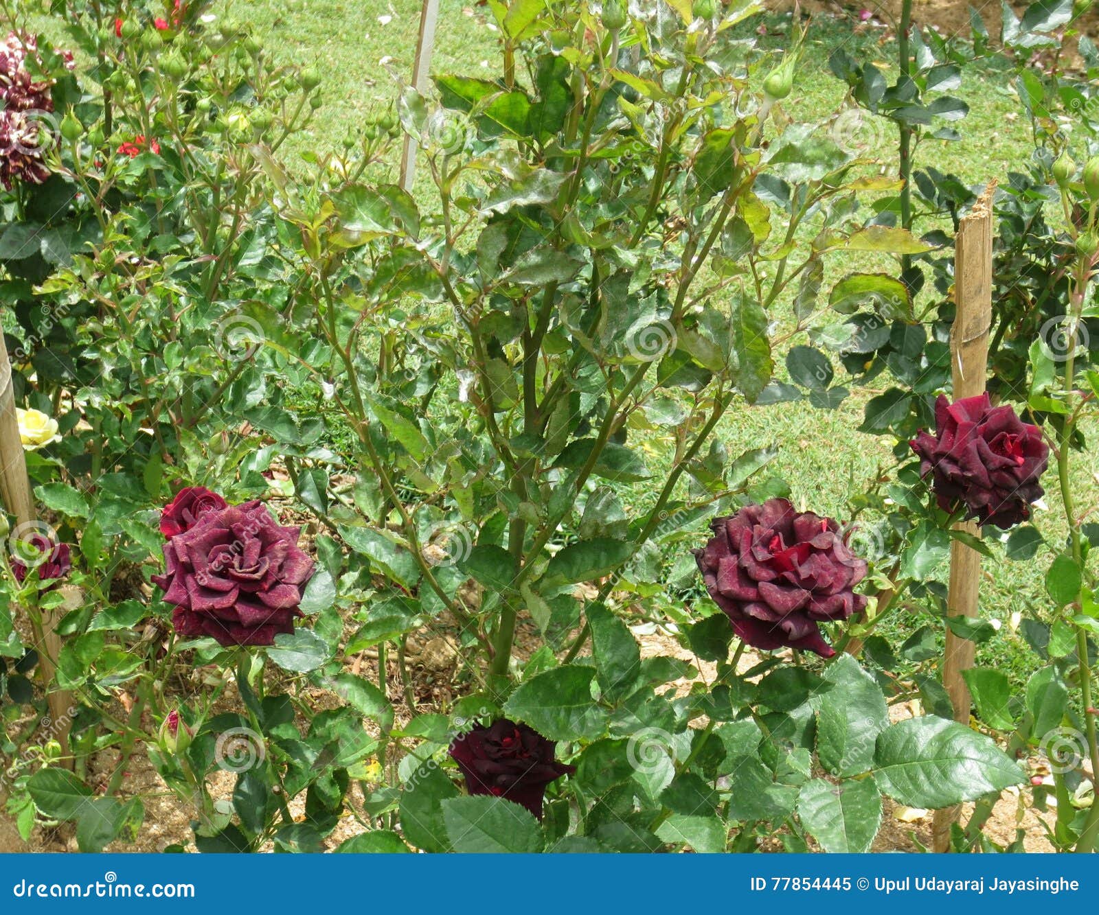 Maroon Rose stock image. Image of rose, nature, buds - 77854445