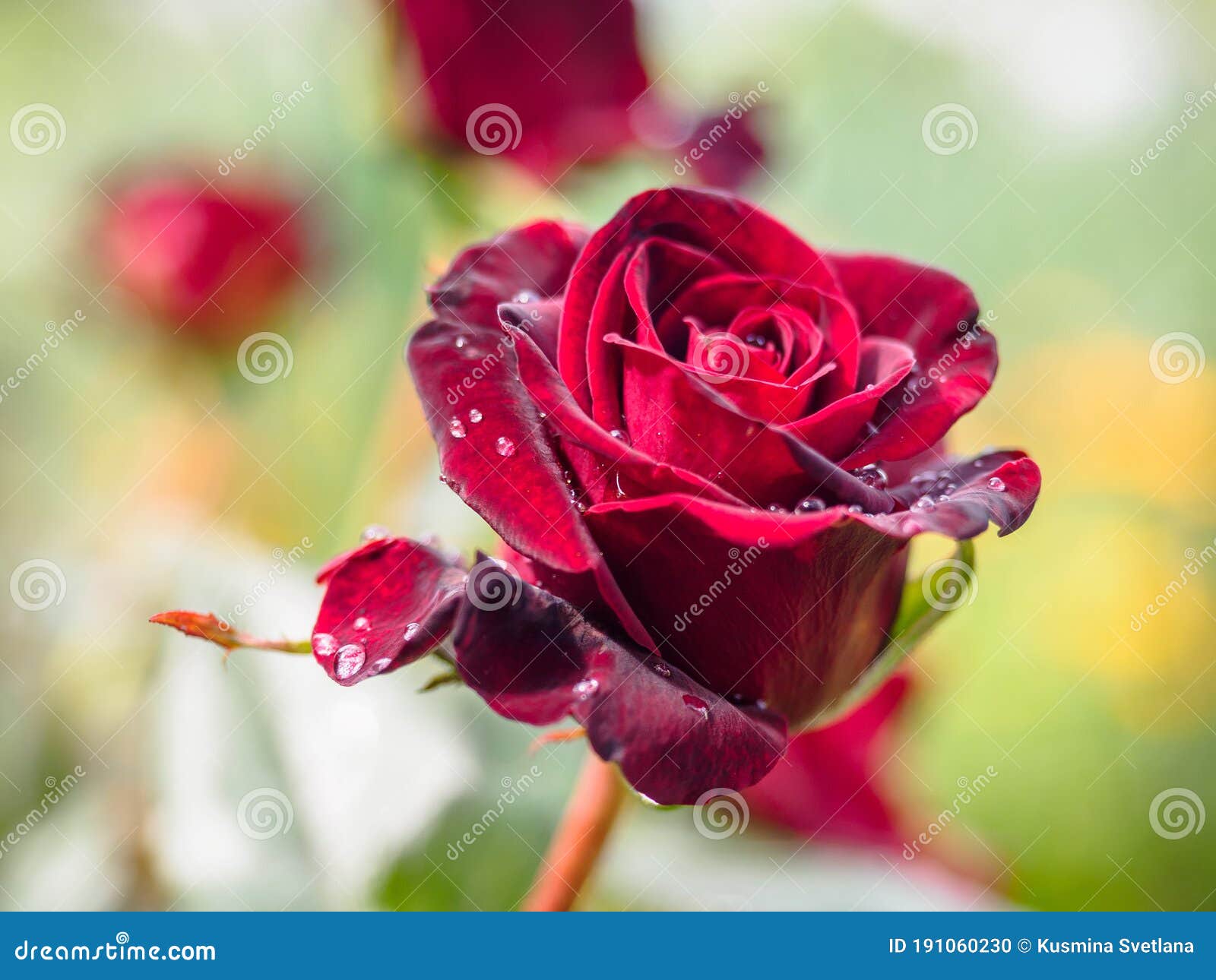 Maroon rose on the plot. stock photo. Image of grown - 191060230