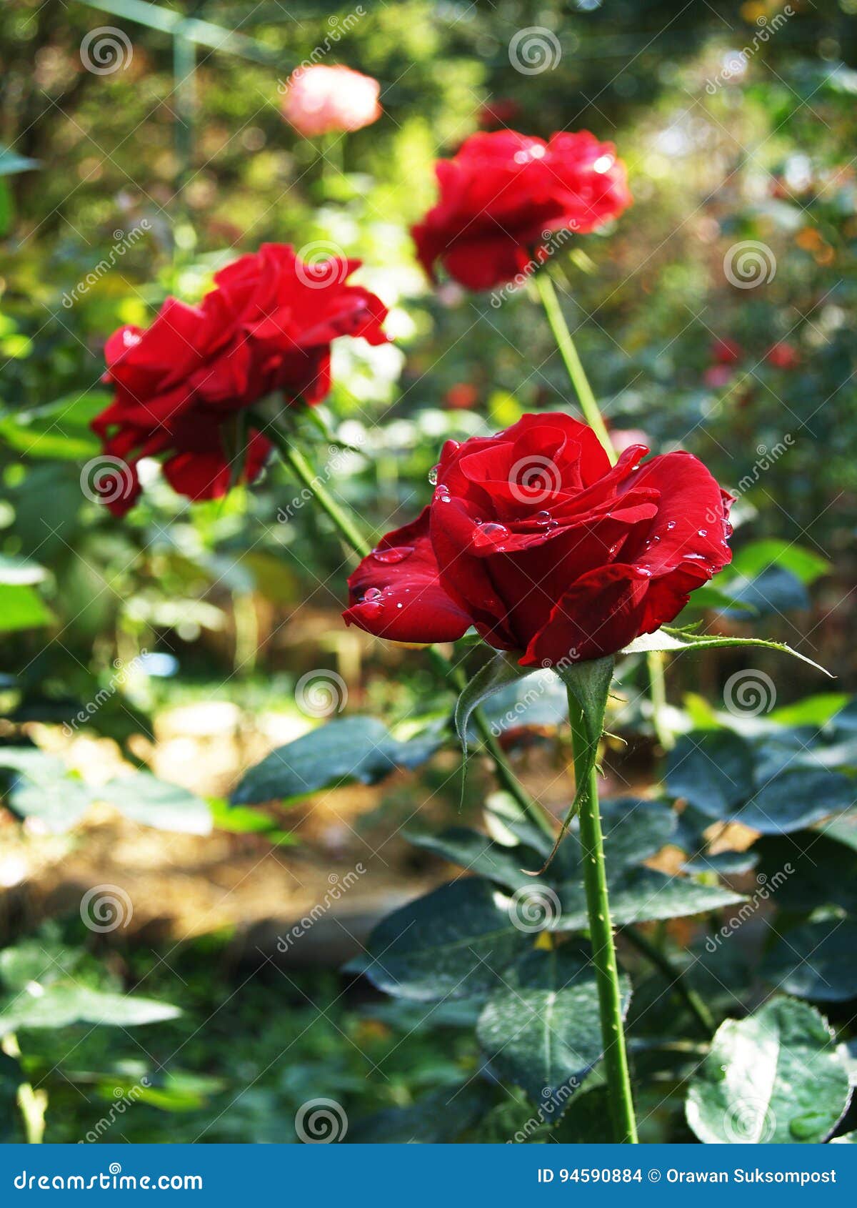 Maroon roses stock photo. Image of green, floral, gift - 94590884
