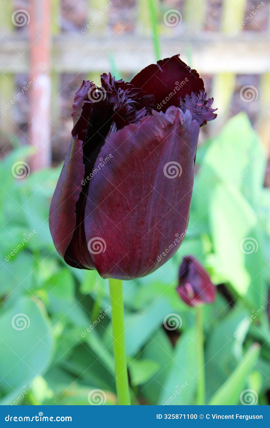 Van Gogh Maroon Tulip Flower on Green Stock Photo - Image of botanical ...