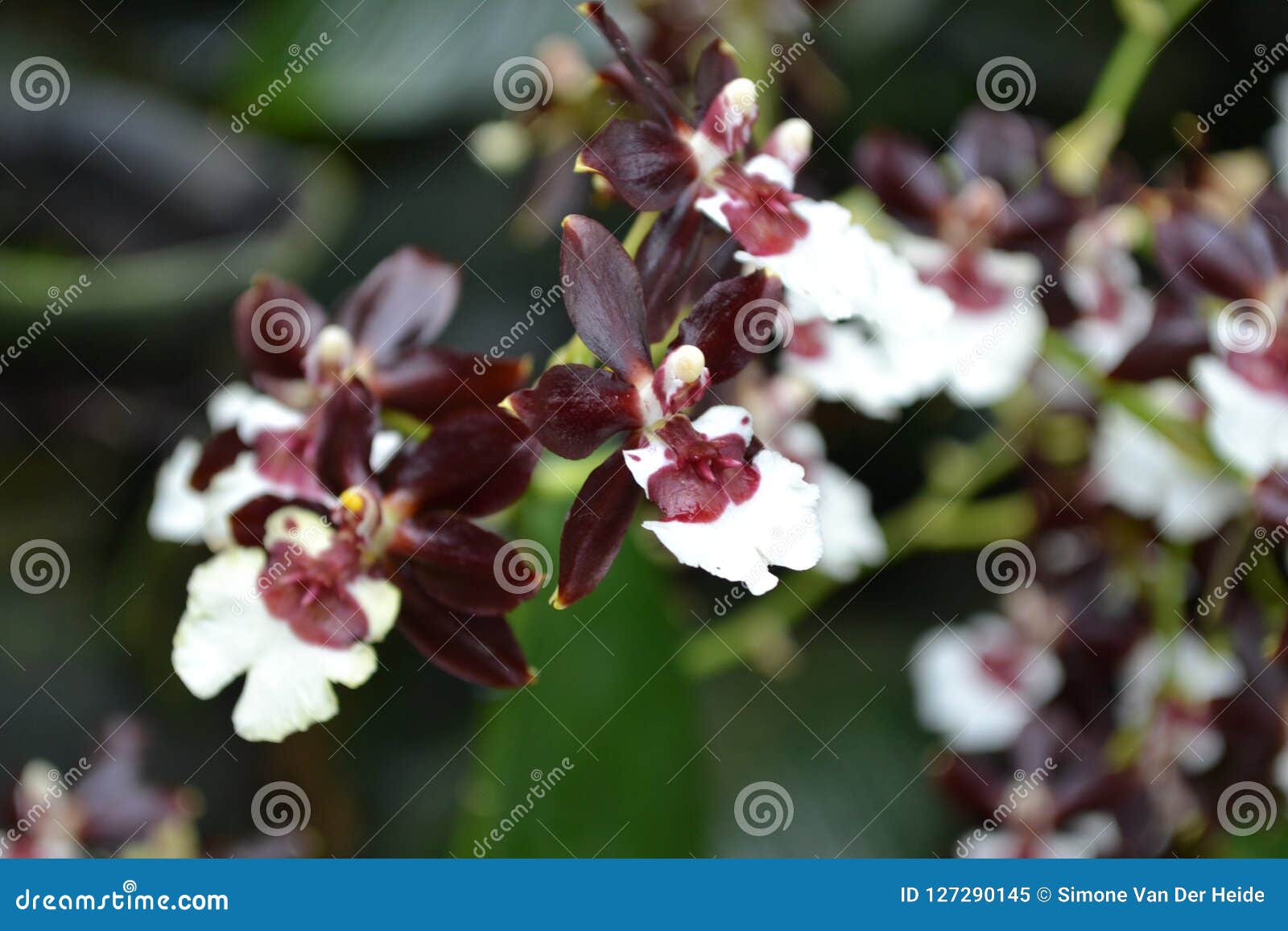 Maroon and White Coloured Tropical Orchid Stock Image - Image of green ...