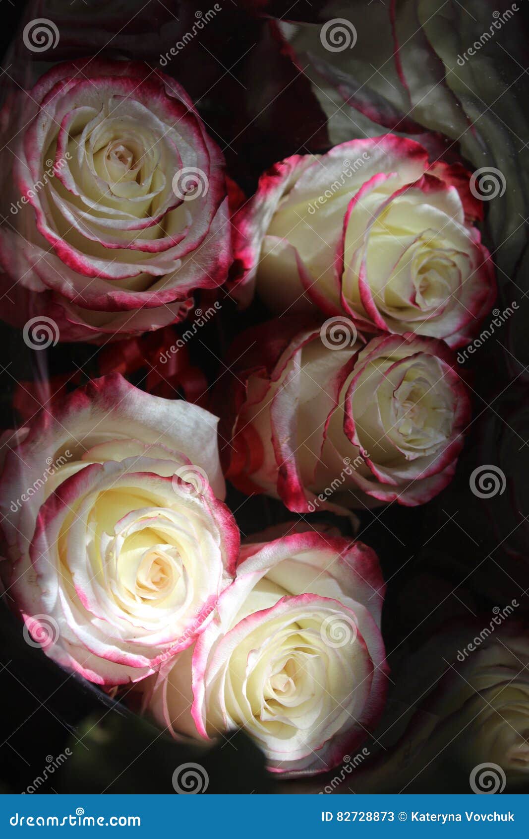 A Maroon White Rose Flower Isolated On A White Background. Close-up ...