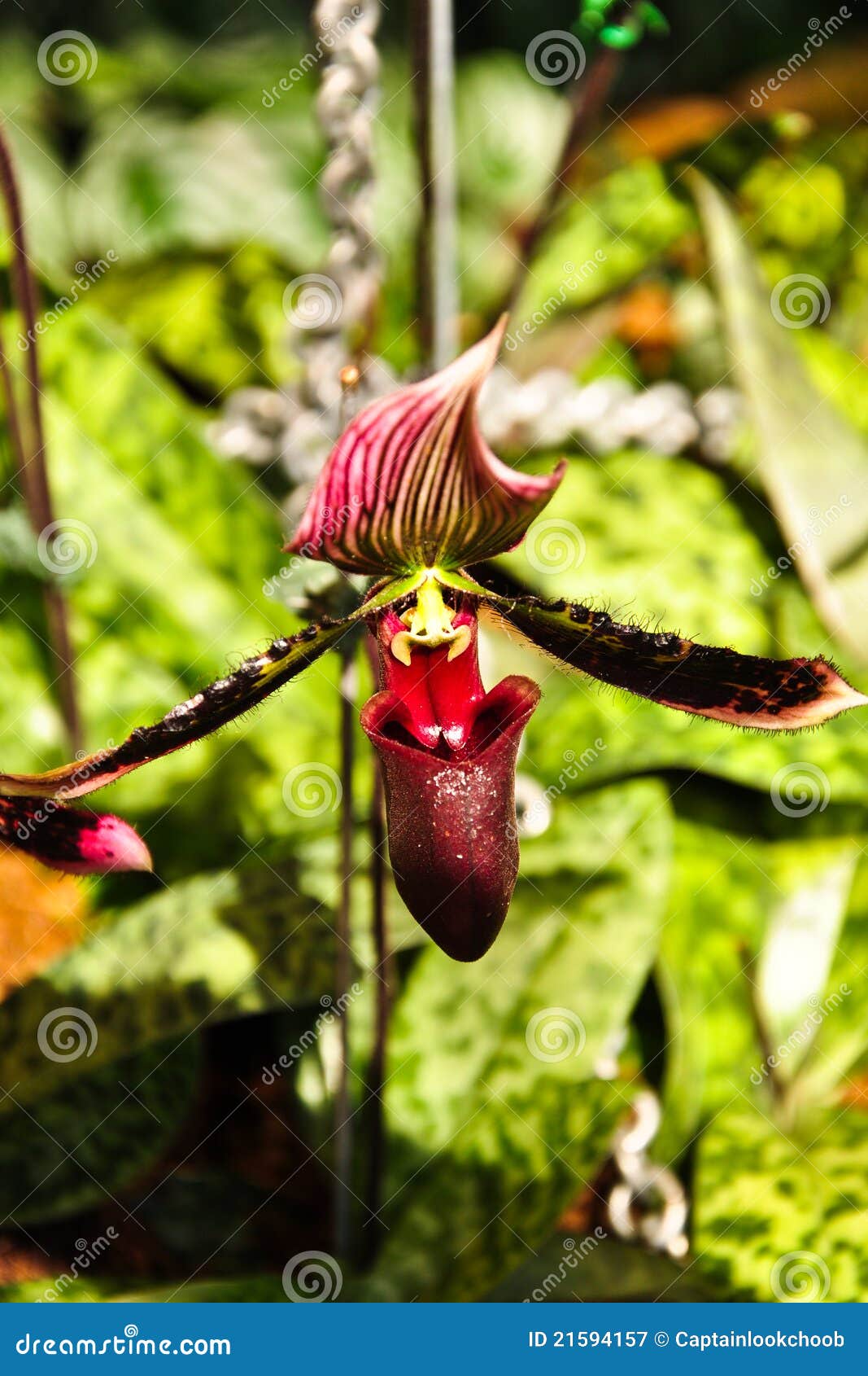 Maroon wild orchid stock image. Image of macro, closeup - 21594157