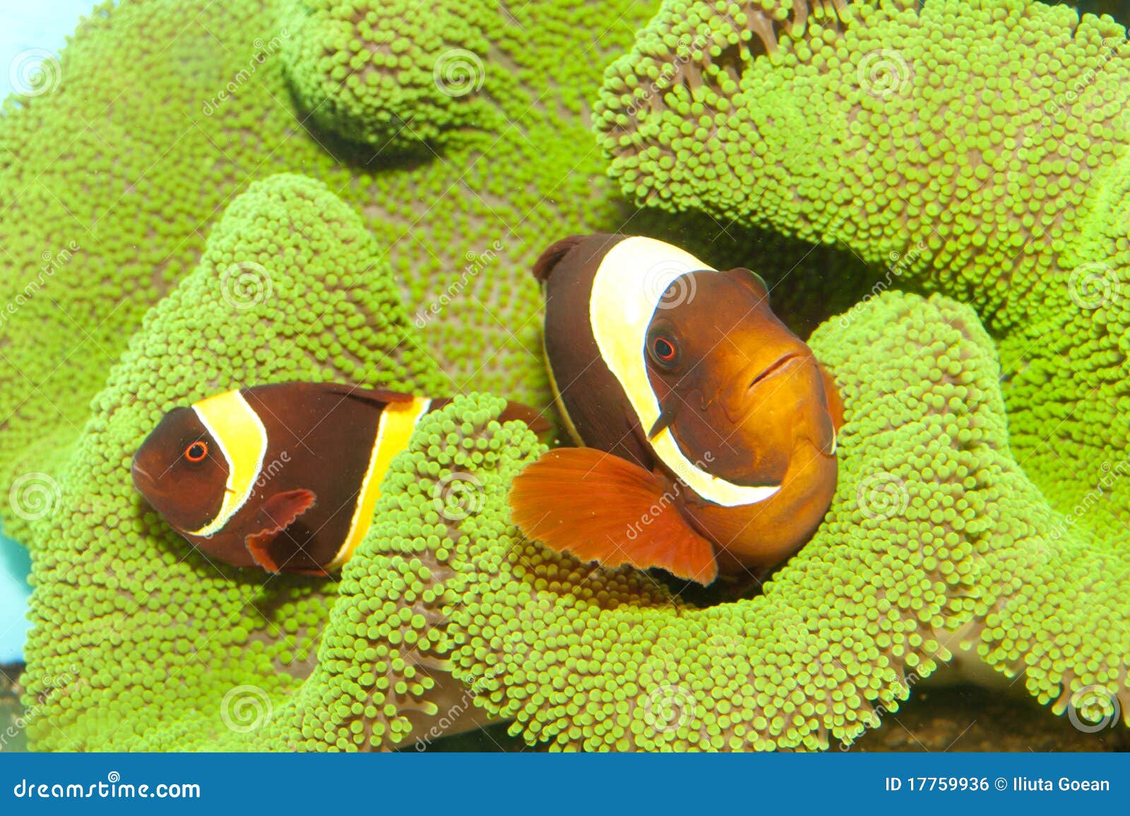 Maroon Yellow Stripe Clownfish Pair Stock Photo - Image of eggs, reef ...
