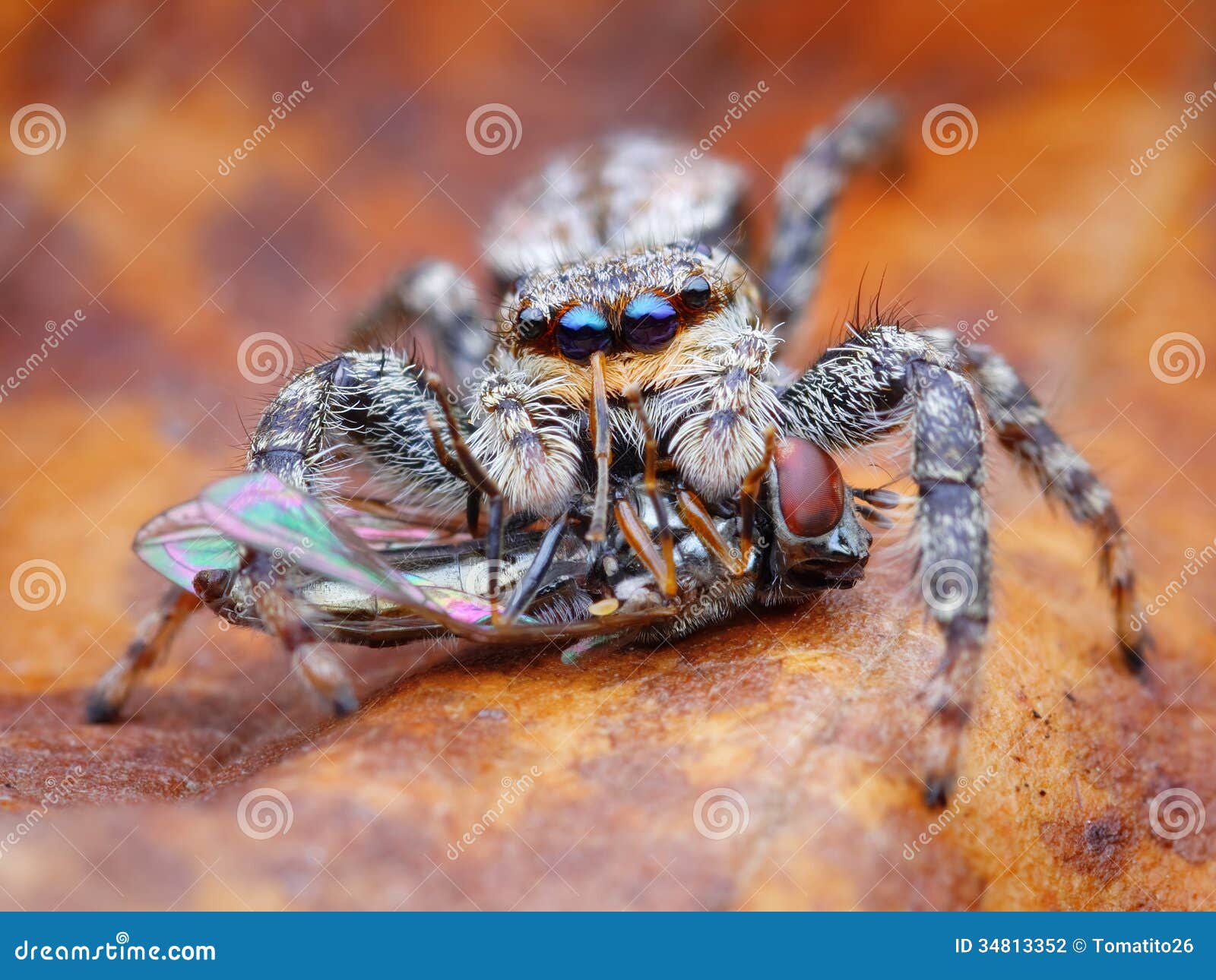 Marpissa-muscosa Springende Spinne Stockfoto - Bild von springen, tier ...