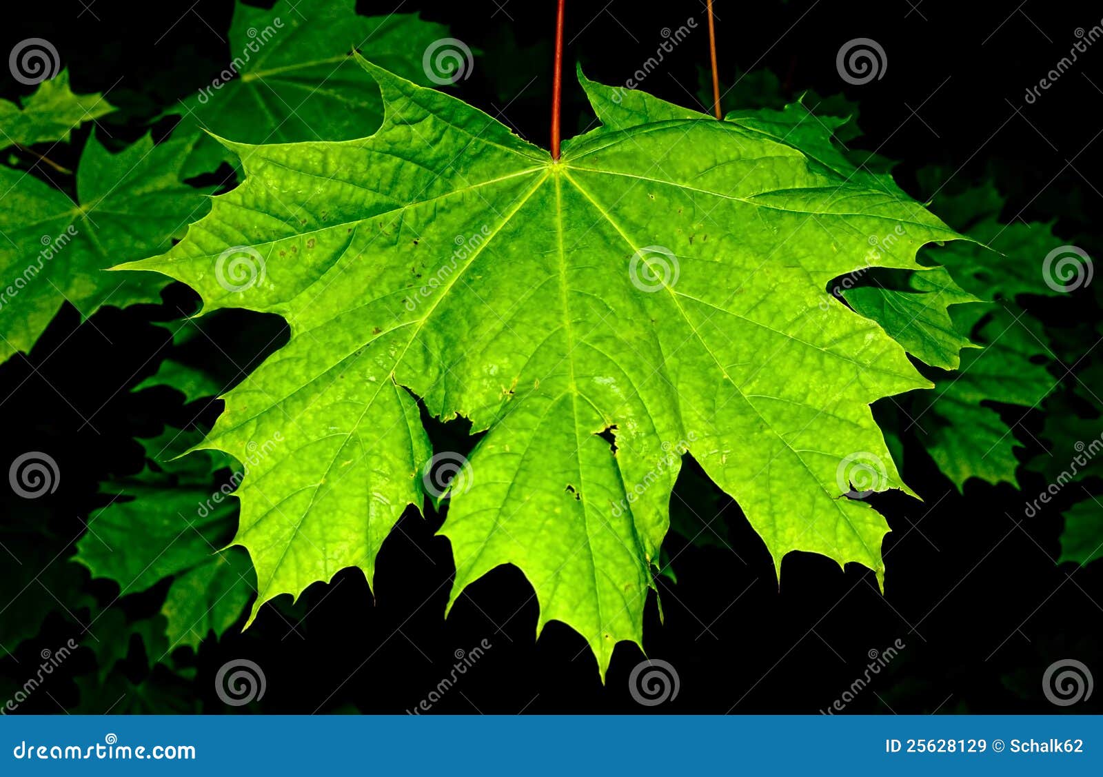 Marple leaf stock image. Image of season, leaf, nature - 25628129