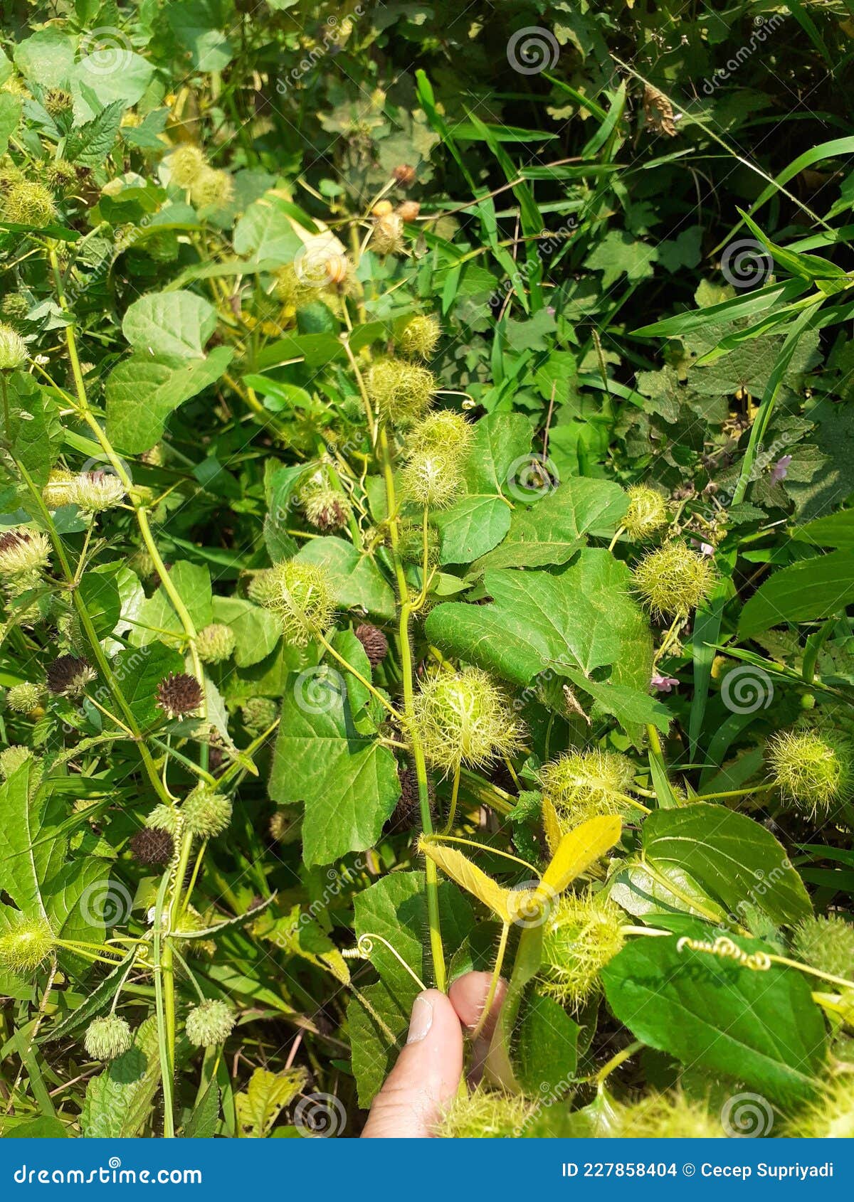 Marquisa Tropical Forest Fruit Stock Photo - Image of herb, vegetable ...
