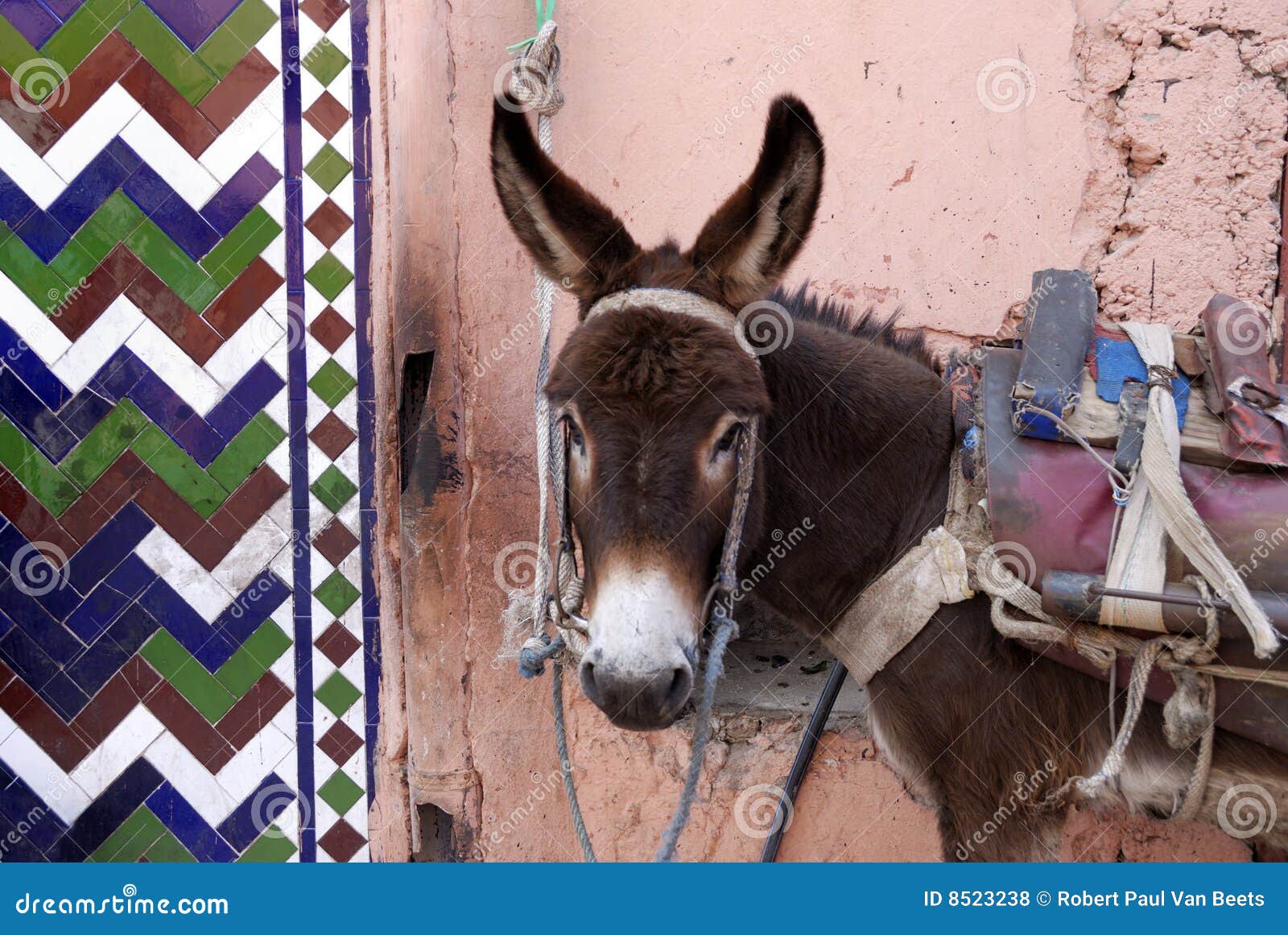 Marrakech Marokko, Stedelijke Ezel Stock Foto - Image of zoogdier ...