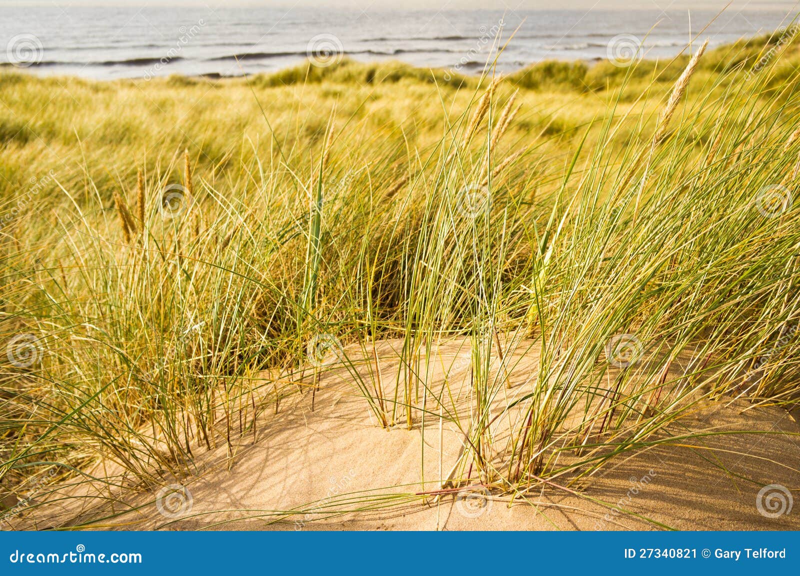 Marram grass stock image. Image of grass, marram, plants - 27340821