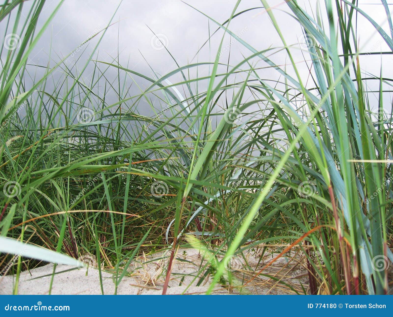 Marram grass stock photo. Image of blade, worms, green - 774180