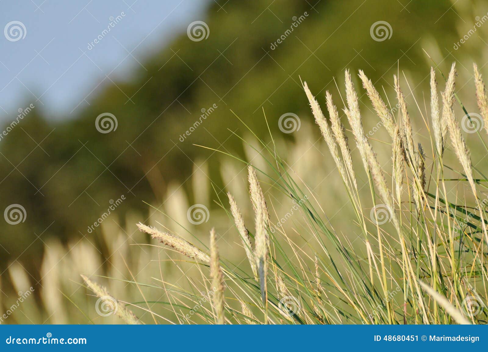 Marram grass stock image. Image of europe, green, baltic - 48680451