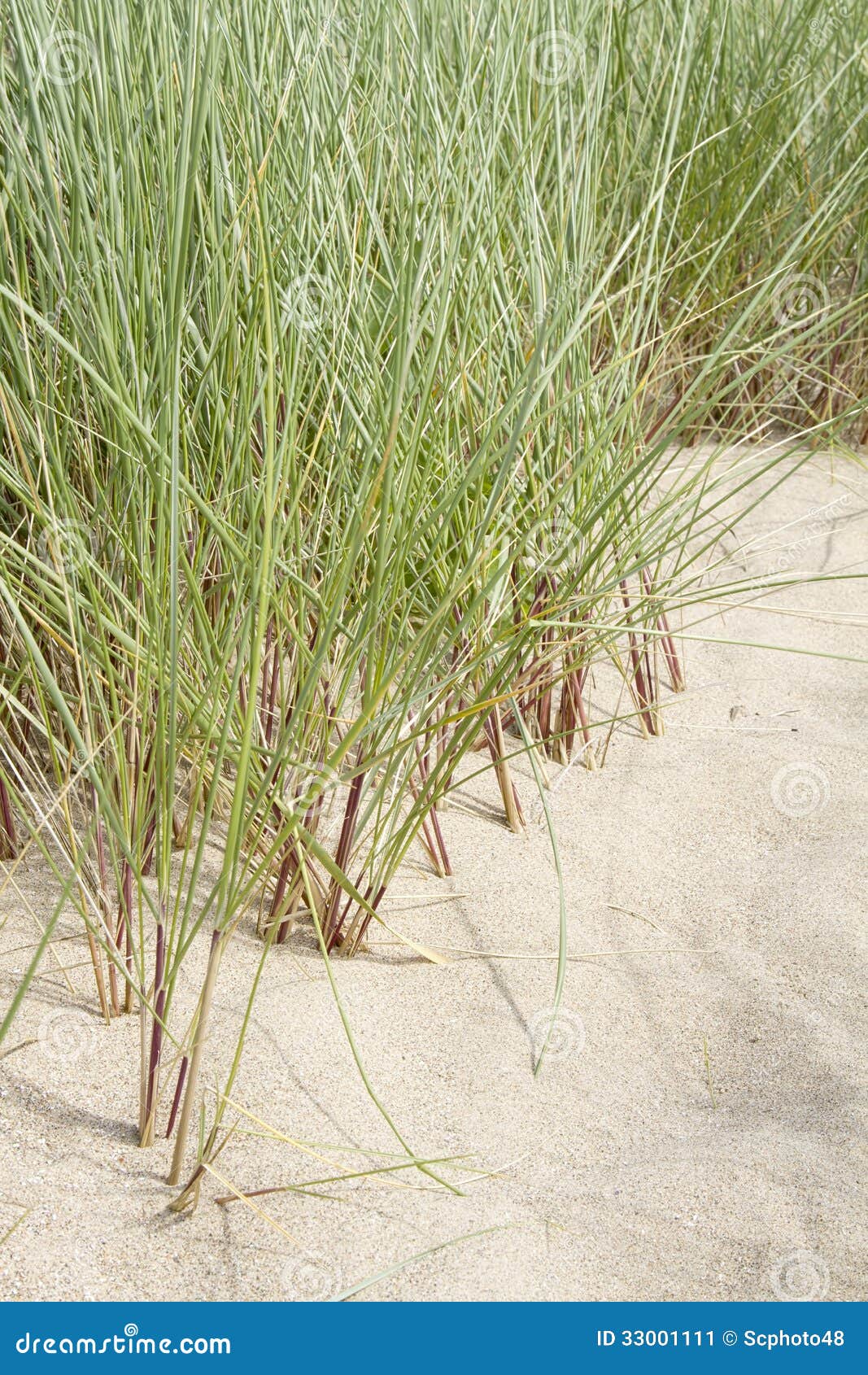 Marram grass stock image. Image of landscape, wilderness - 33001111