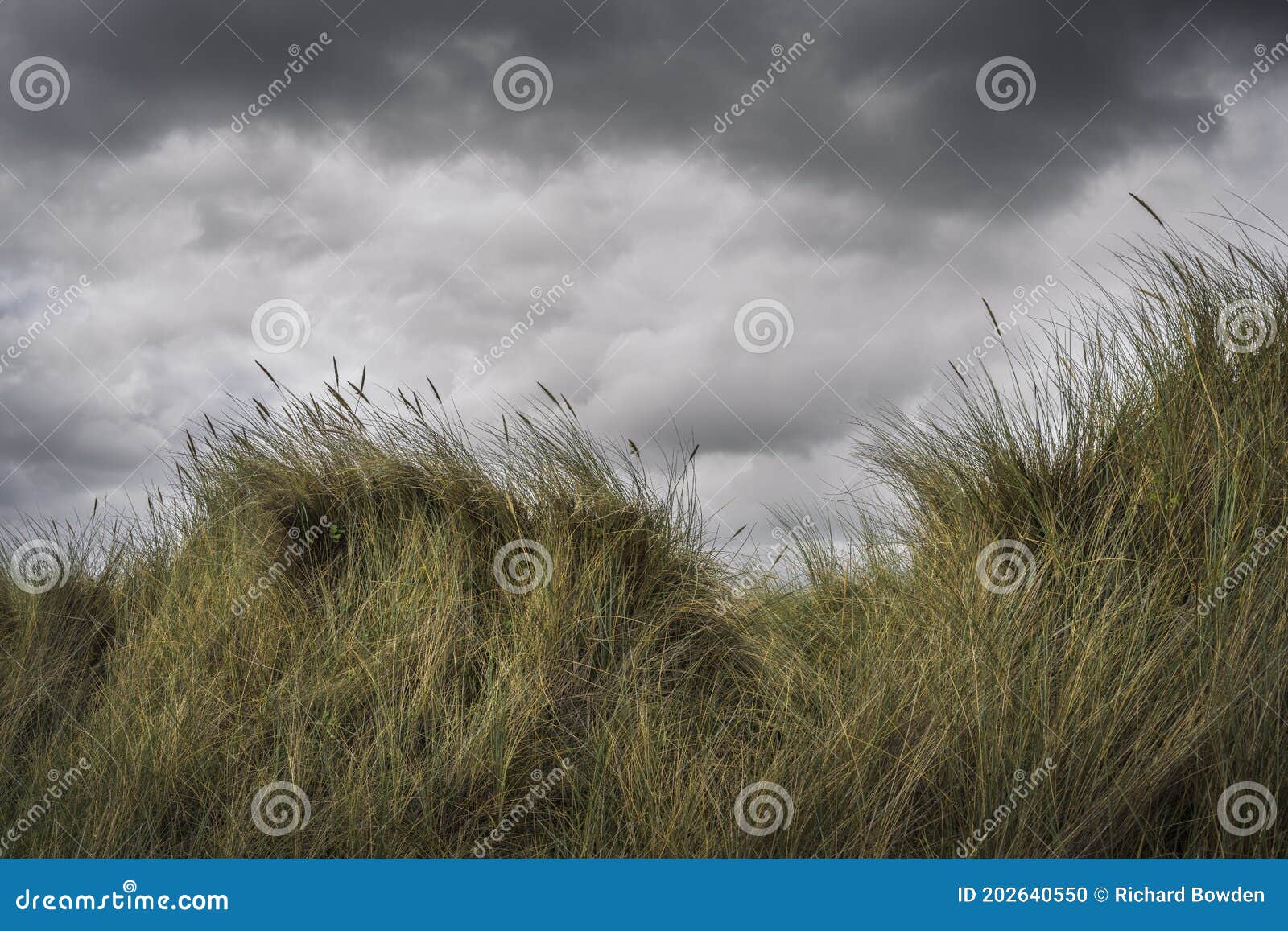 Grass Wave stock photo. Image of anglia, outside, scenery - 202640550