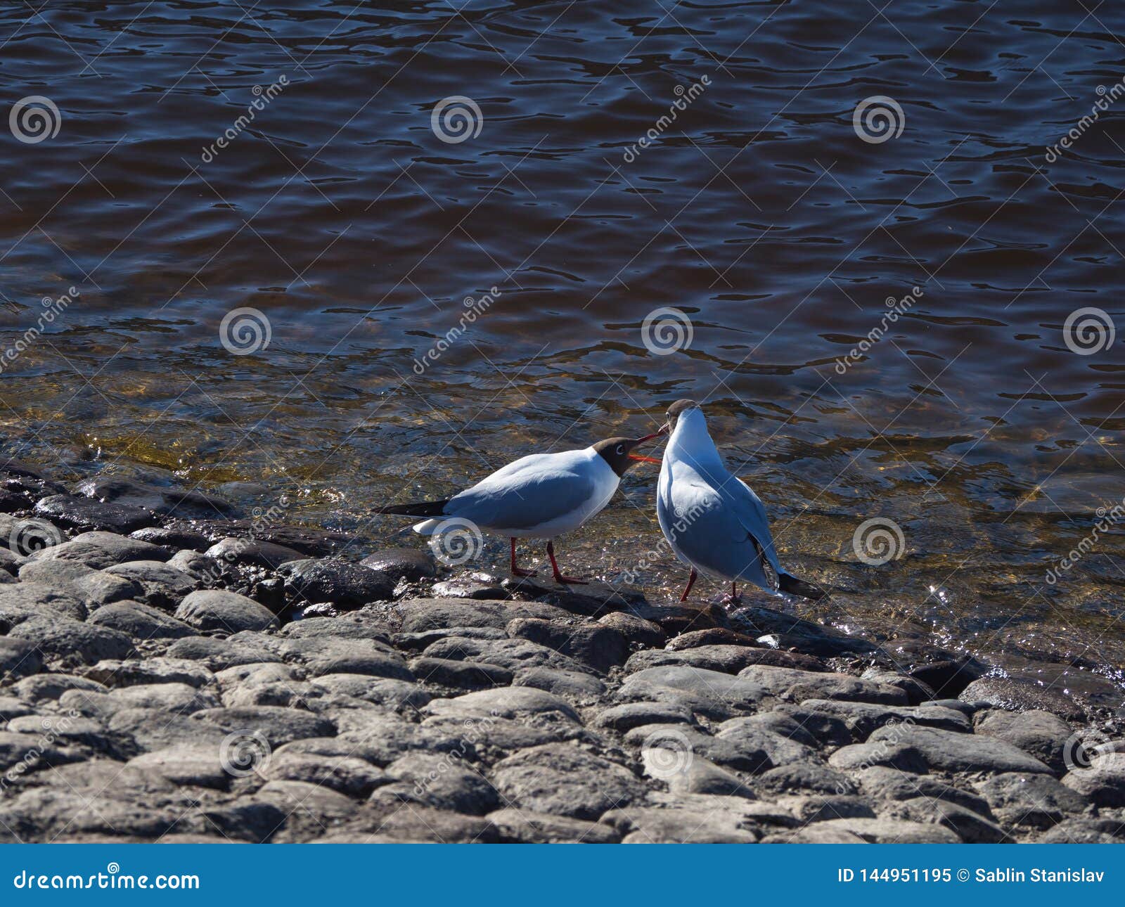 Marriage Games of Birds in the Spring. Stock Image - Image of birds ...