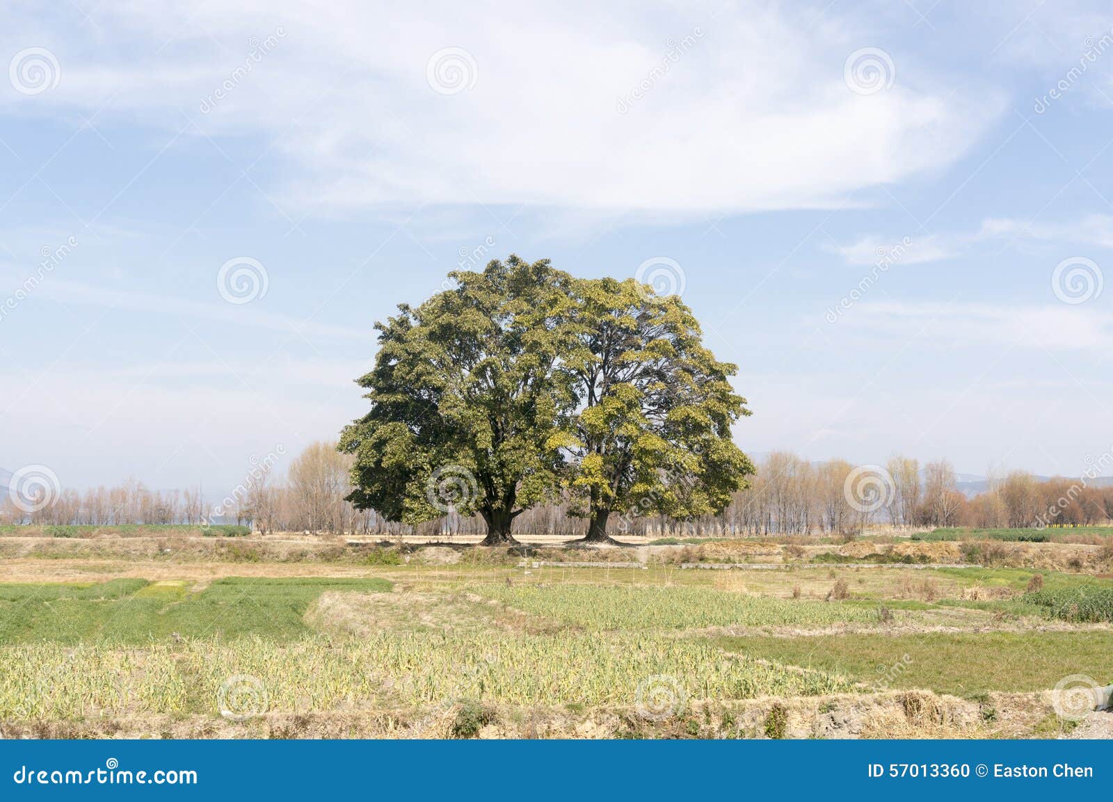 Marriage tree of Dali stock photo. Image of yunnan, unmanned - 57013360