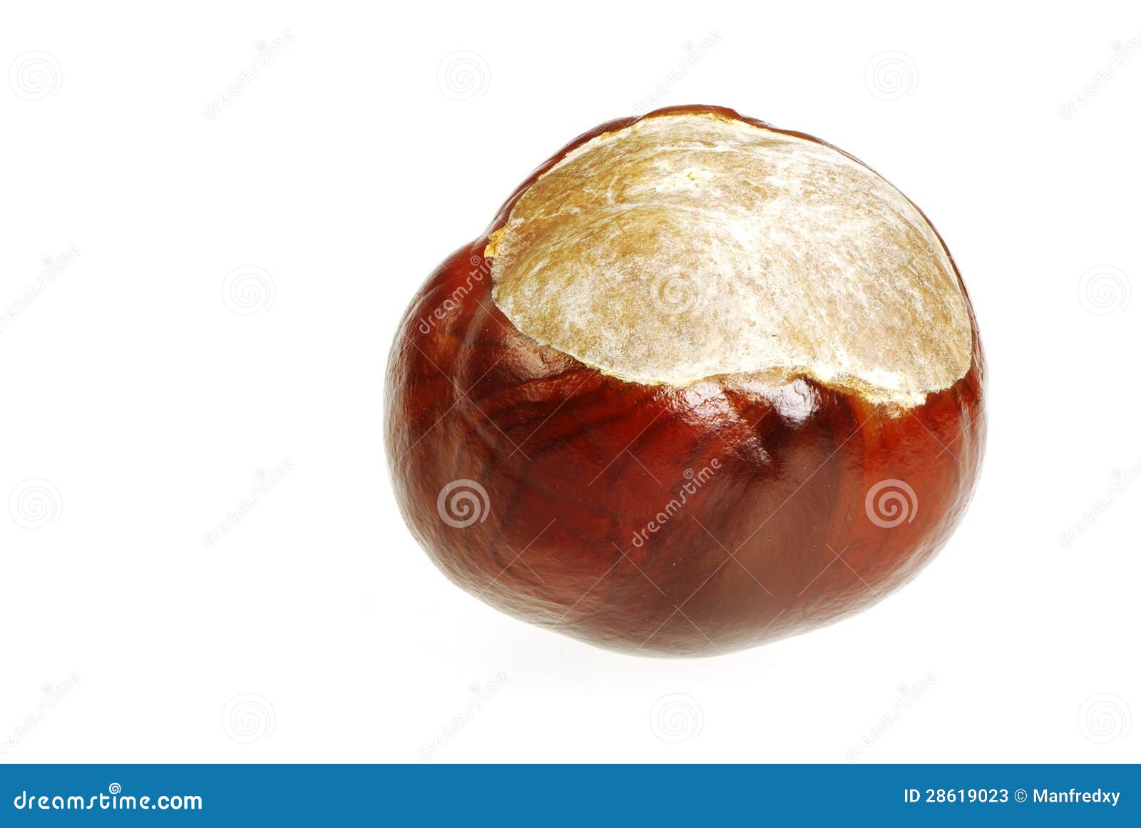 Marron image stock. Image du châtaigne, marron, noix - 28619023