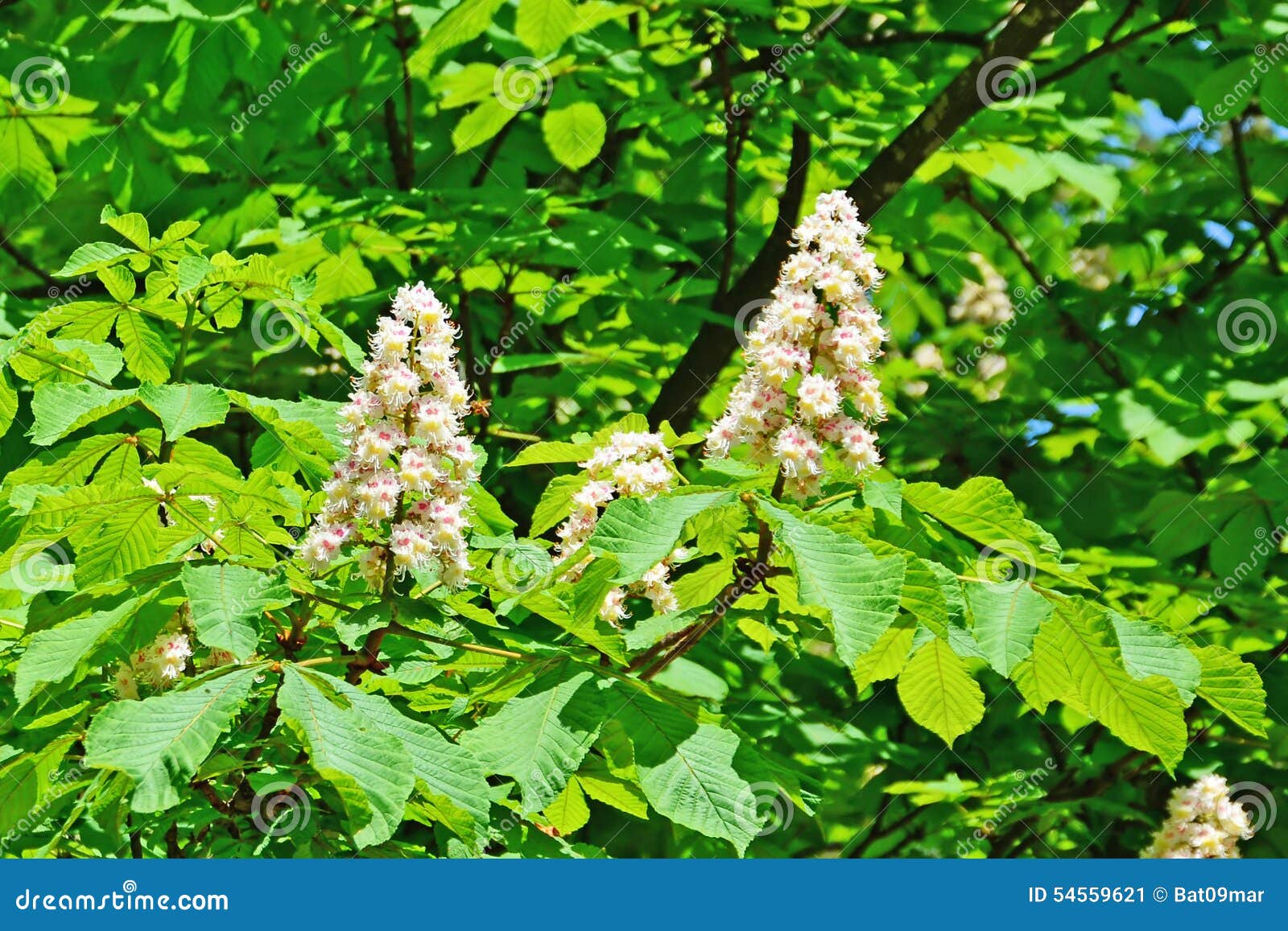 Marron d'Inde en fleur image stock. Image du fleur, botanique - 54559621