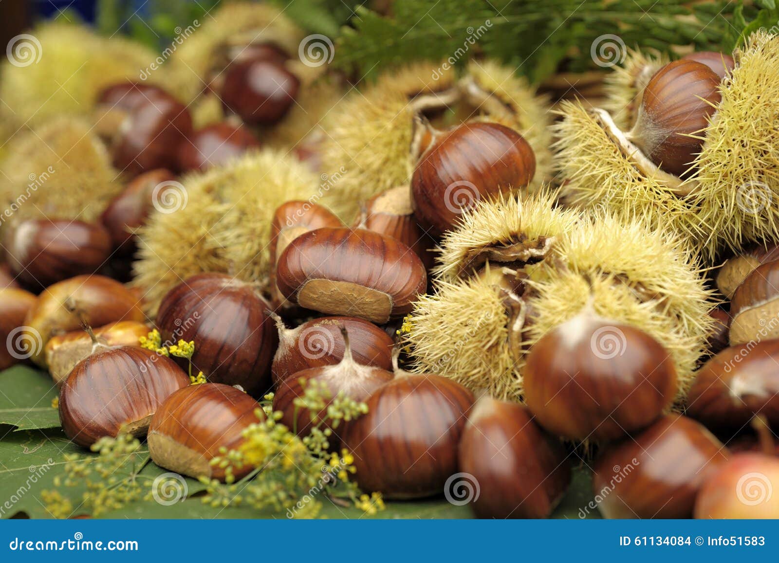 Marrone Della Castagna Con Spinoso Riccio Fotografia Stock - Immagine ...