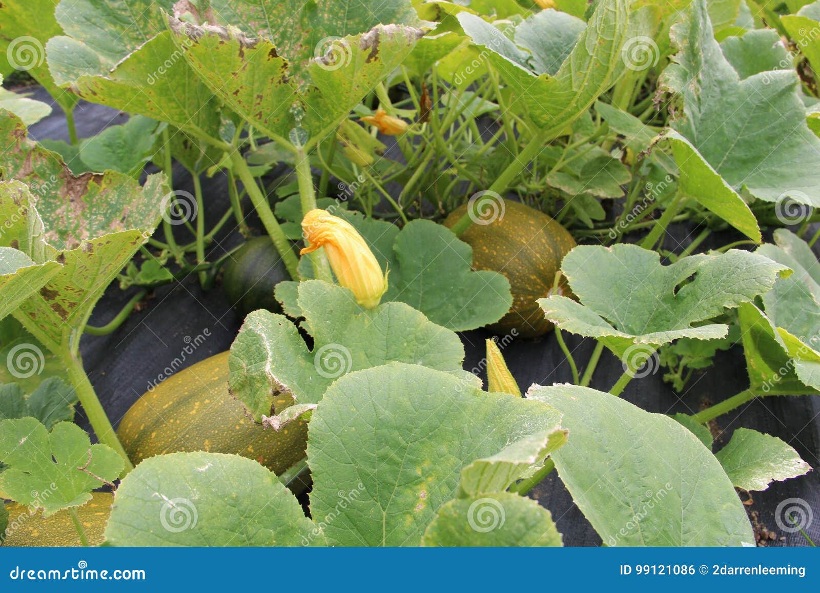 Marrow stock photo. Image of marrow, organic, vegtables - 99121086