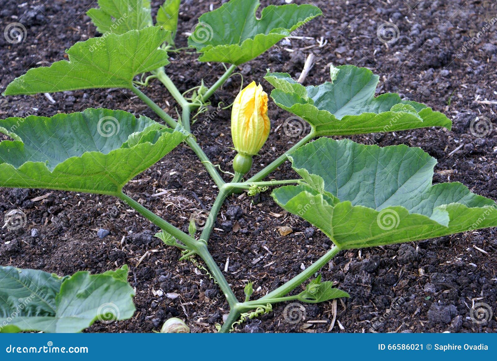 Marrow growing in a land stock image. Image of ingredient - 66586021