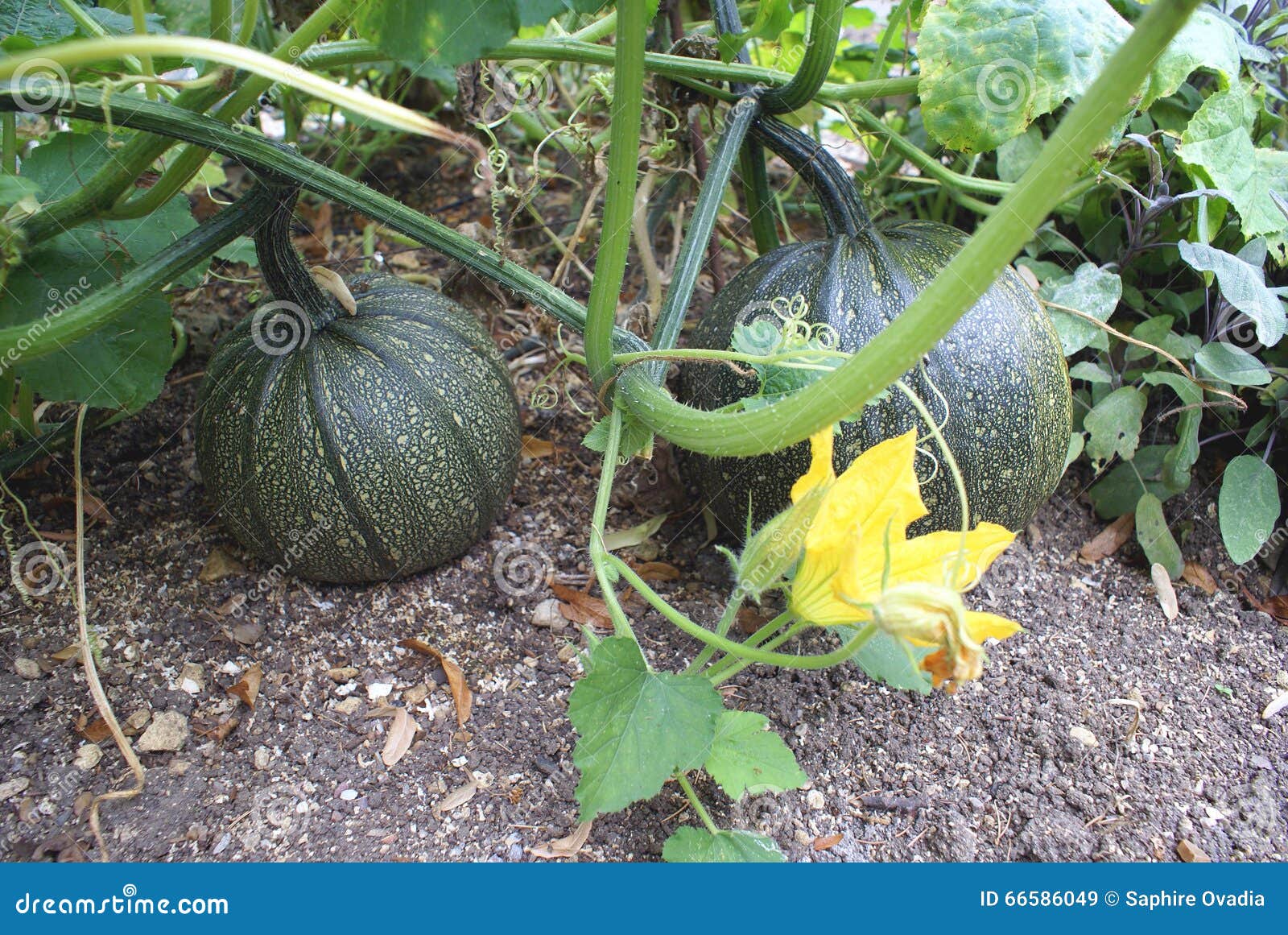 Marrow growing in a land stock image. Image of kitchen - 66586049