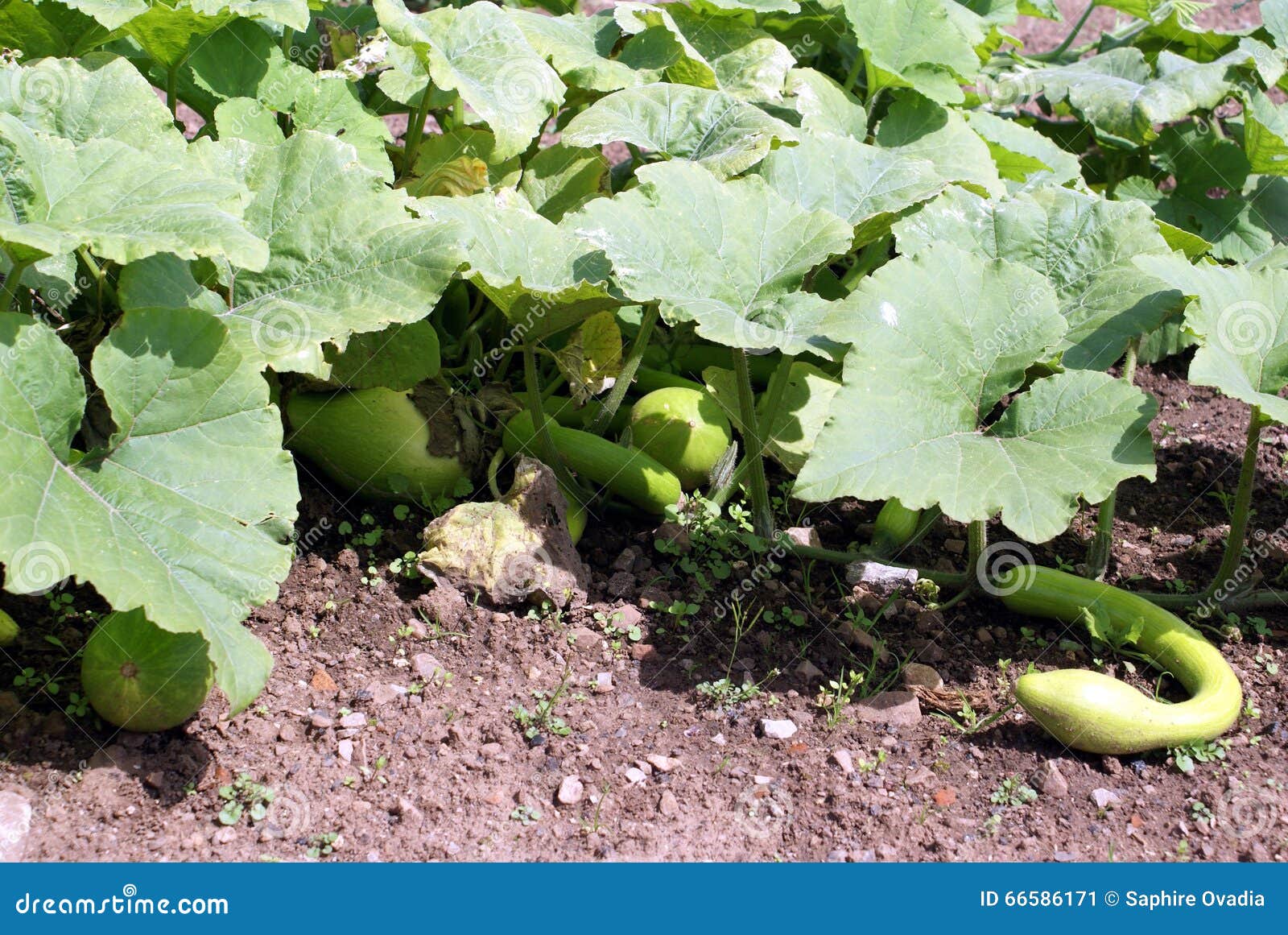 Marrow growing in a land stock image. Image of kitchen - 66586171