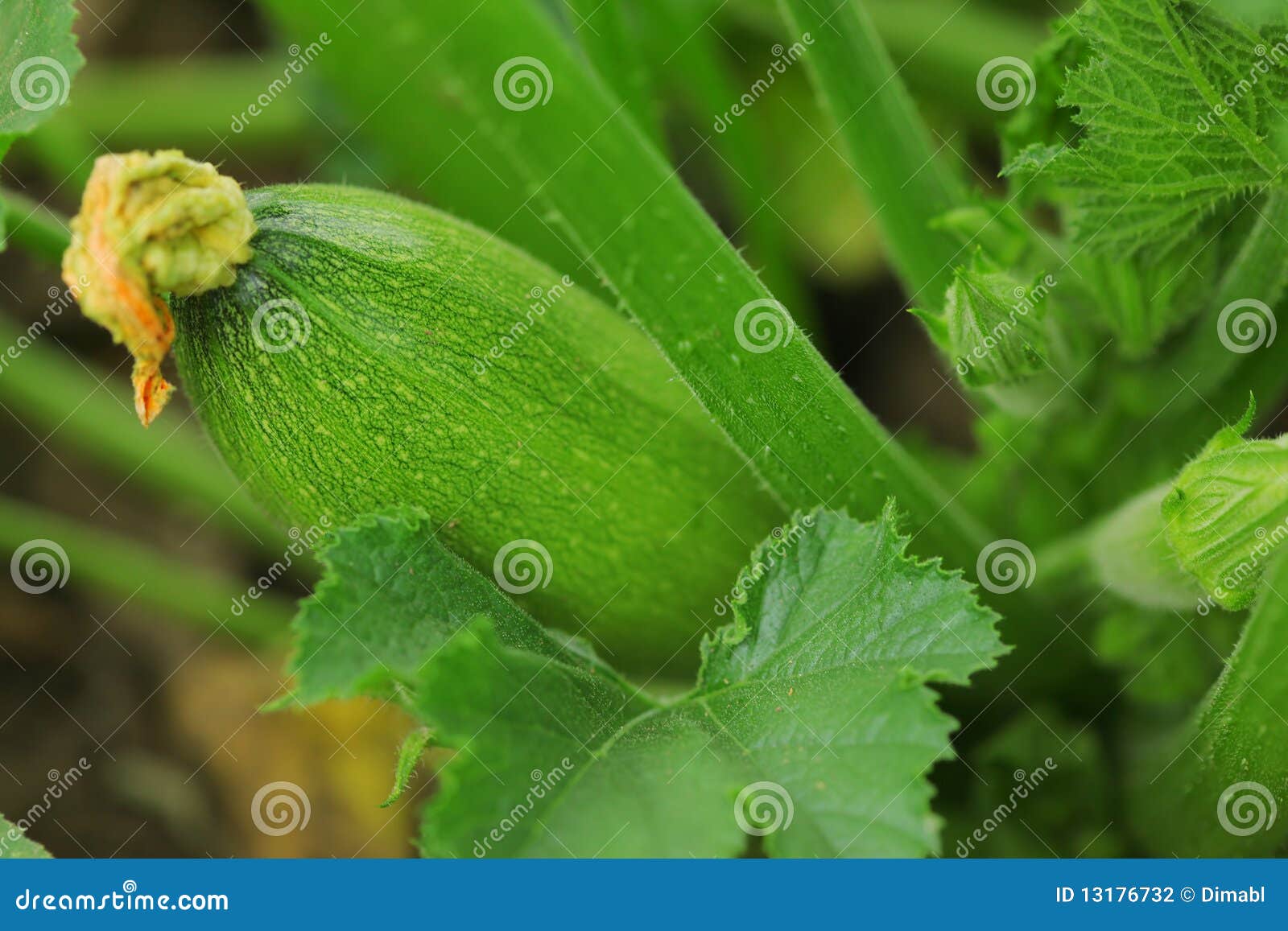 Marrow plant stock photo. Image of leaf, vegetarian, close - 13176732