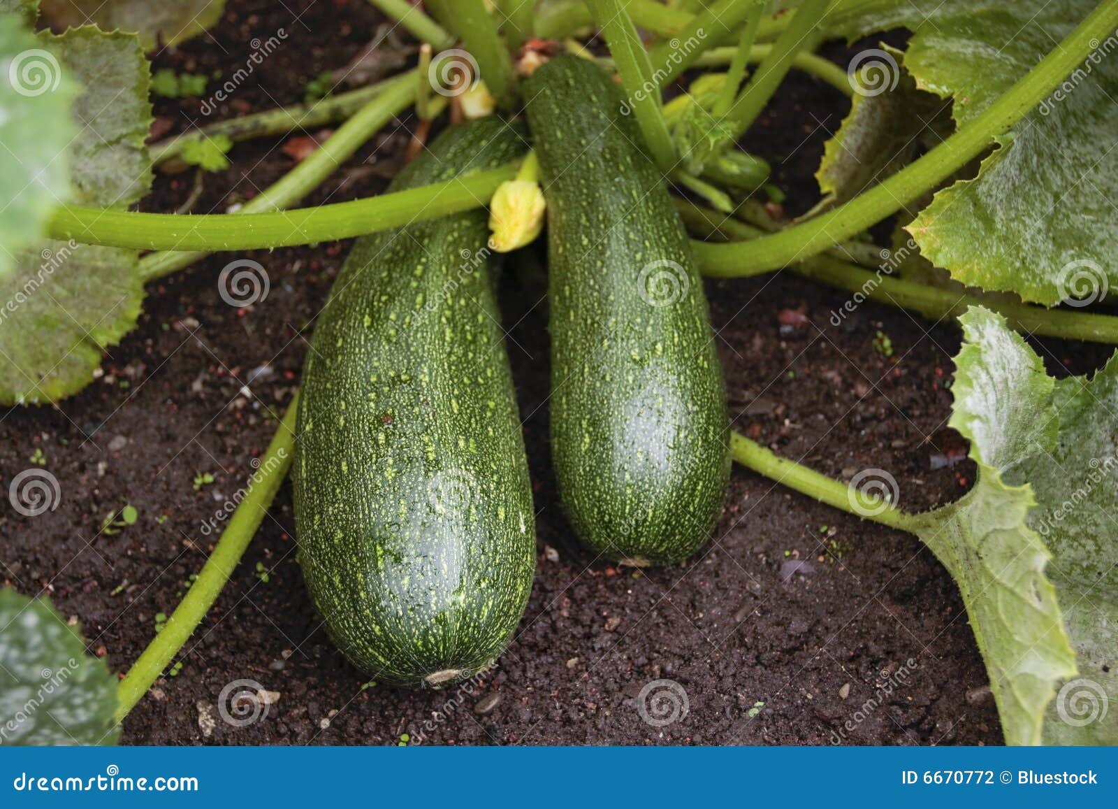 Marrow plant stock photo. Image of organic, marrow, healthy - 6670772