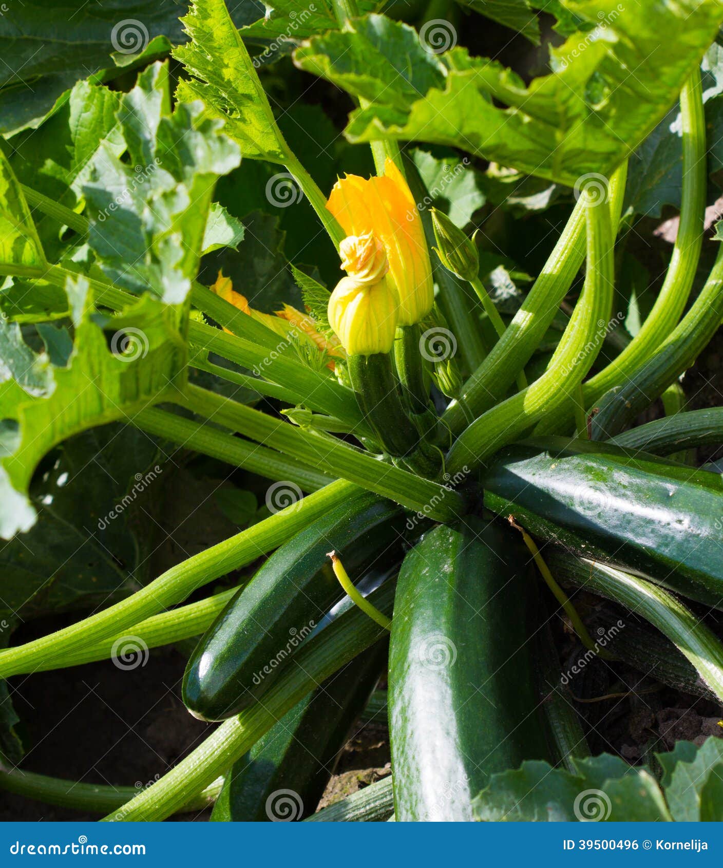 Marrow plant stock photo. Image of backgrounds, ingredient - 39500496