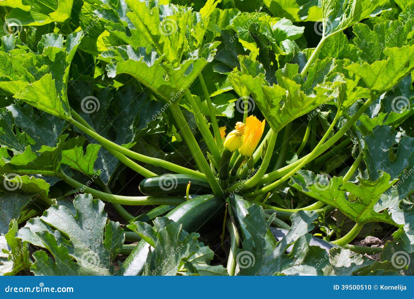 Marrow plant stock photo. Image of grow, agriculture - 39500510
