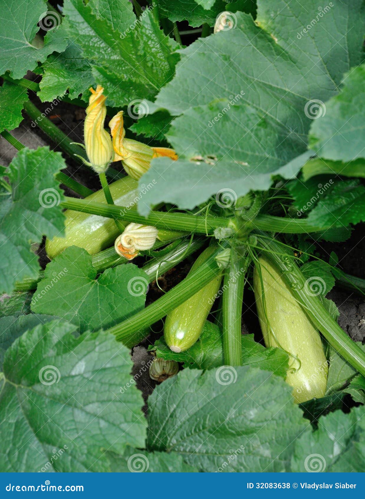 Marrow s bush stock photo. Image of stalk, courgette - 32083638