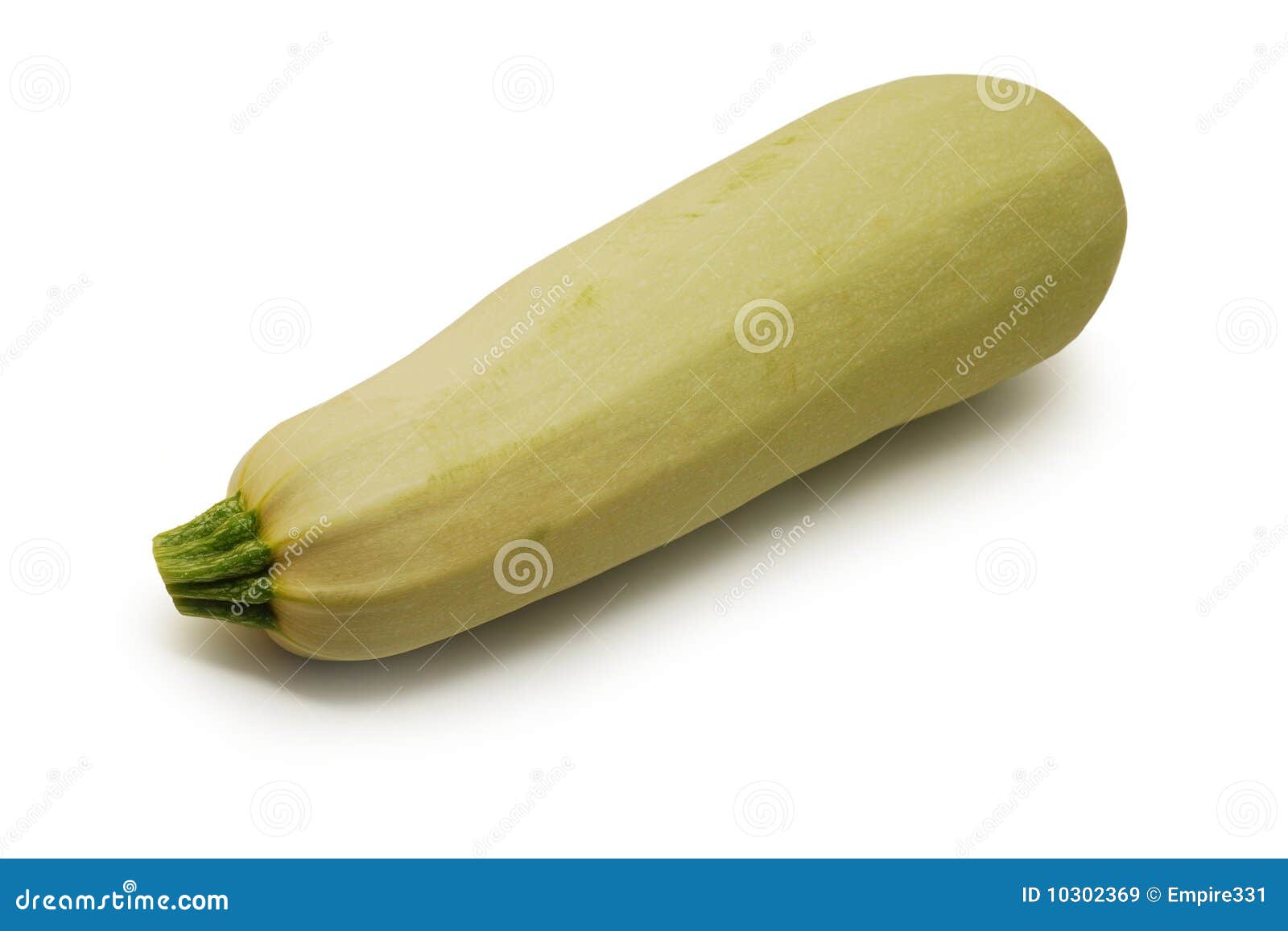 Marrow squash stock image. Image of food, closeup, plant - 10302369