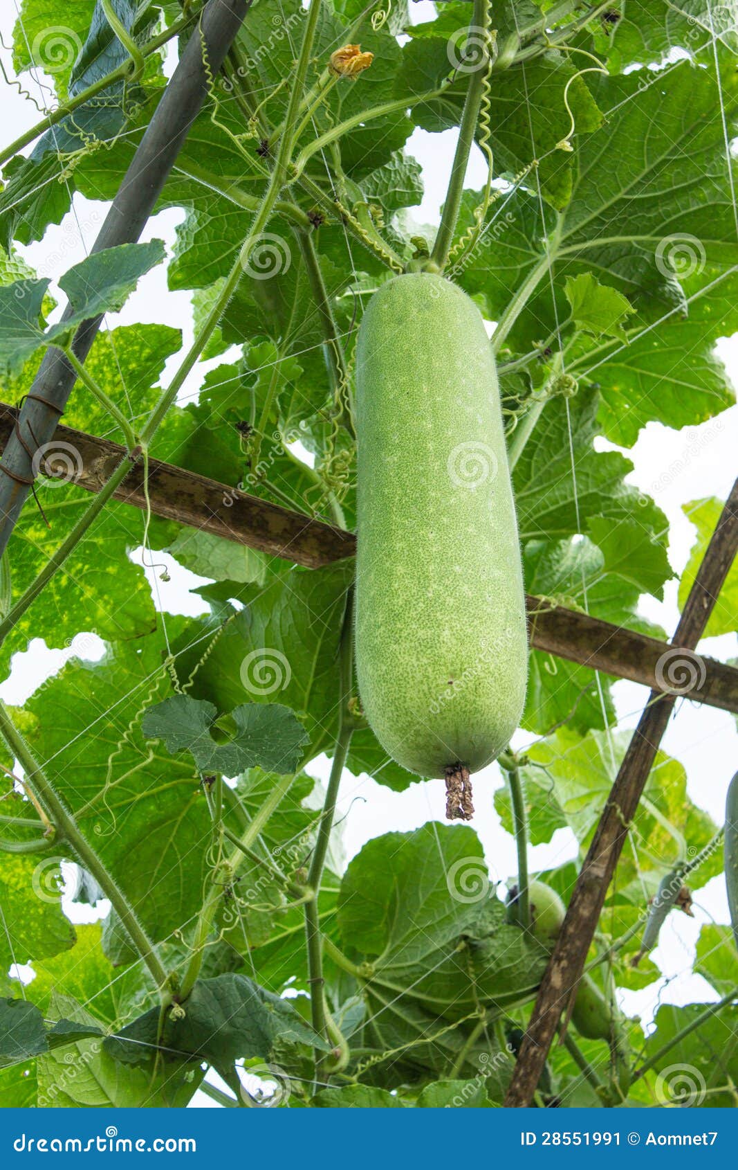Marrow squash stock image. Image of cuisine, fresh, ingredient - 28551991