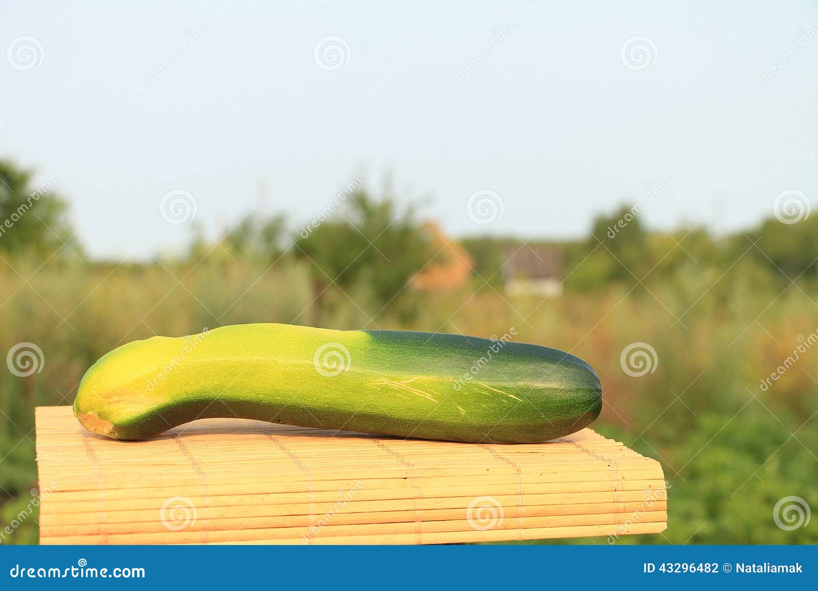 Marrow squash stock photo. Image of nature, copy, life - 43296482