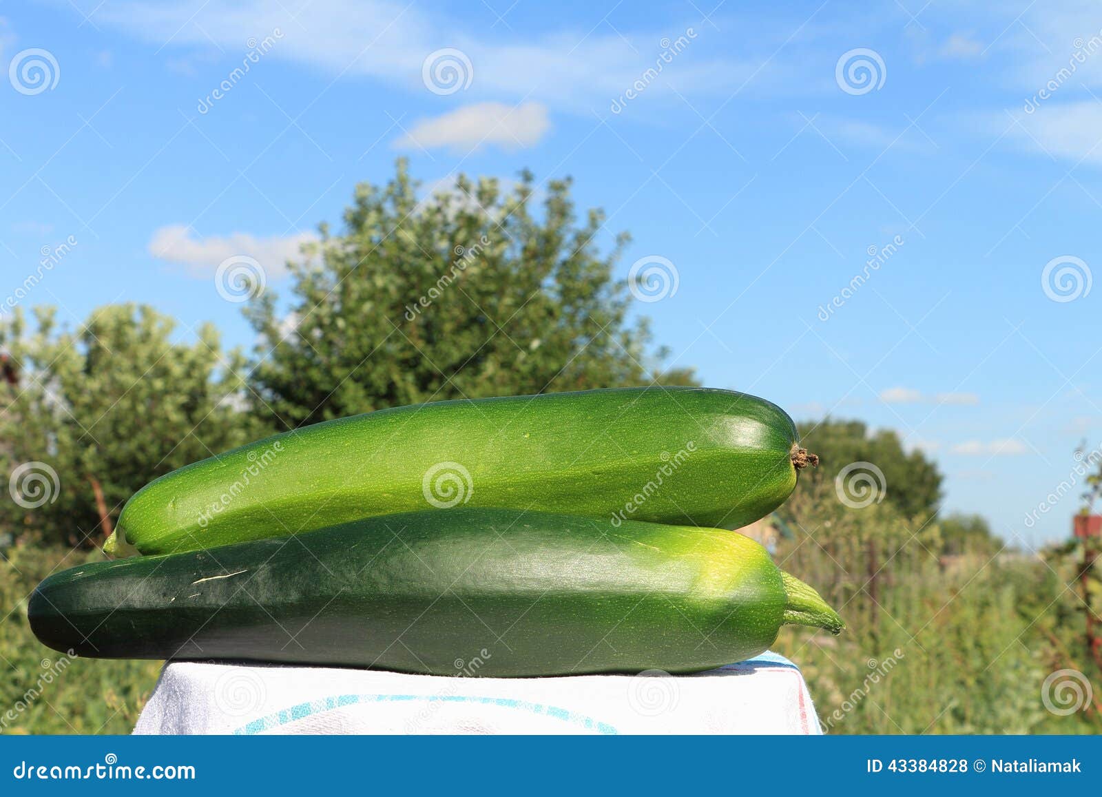 Marrow squash stock photo. Image of groceries, lying - 43384828
