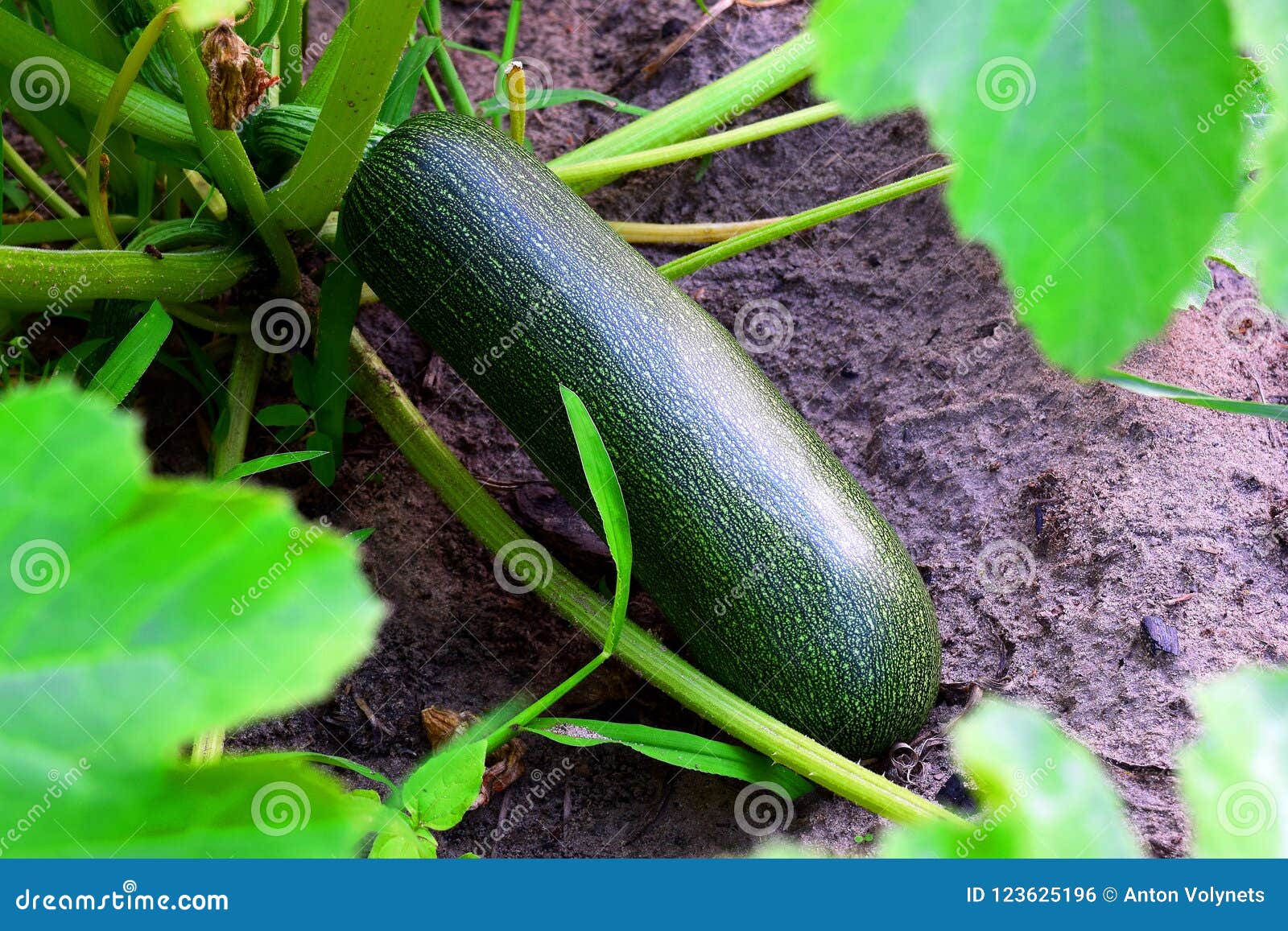 Marrow vegetable stock photo. Image of vegetable, marrow - 123625196