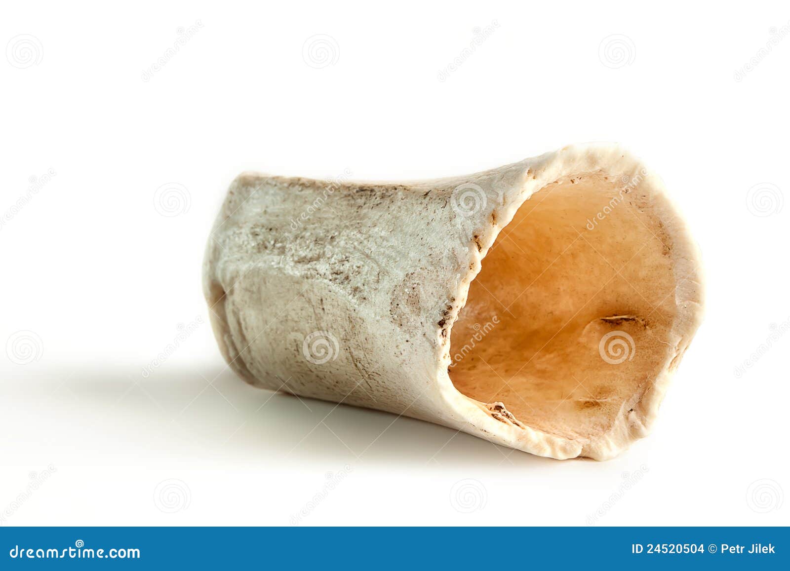 Marrowbone stock photo. Image of brown, food, close, nurture - 24520504