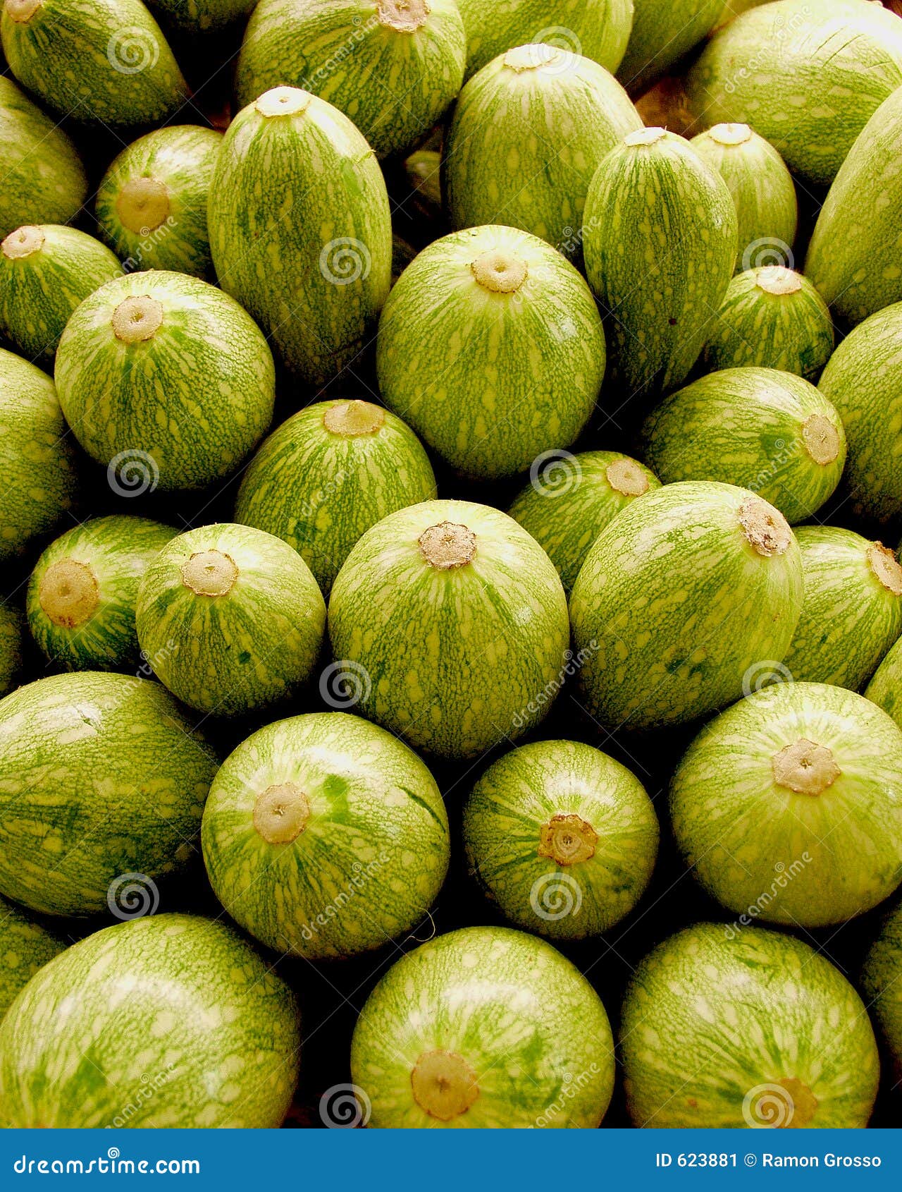 Marrows stock image. Image of prado, vegetarian, white - 623881