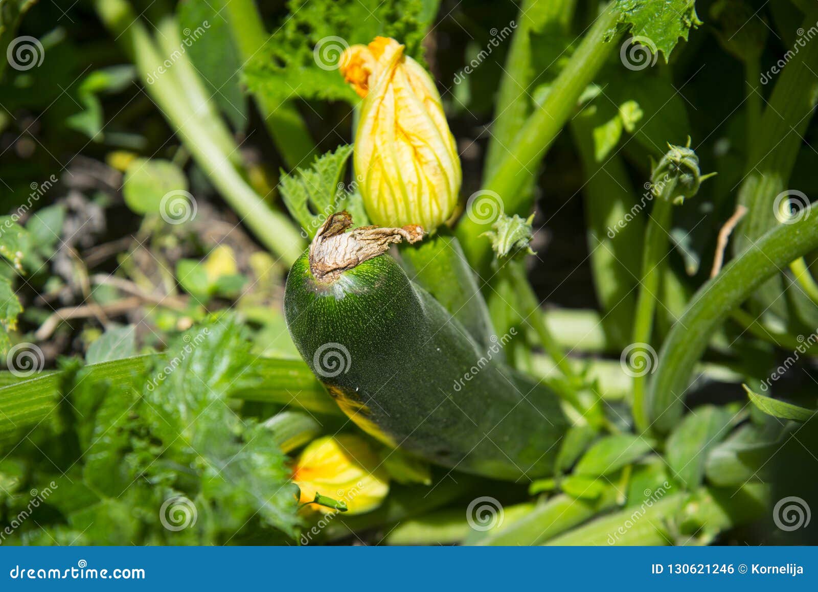 Marrows growing in garden stock photo. Image of botany - 130621246