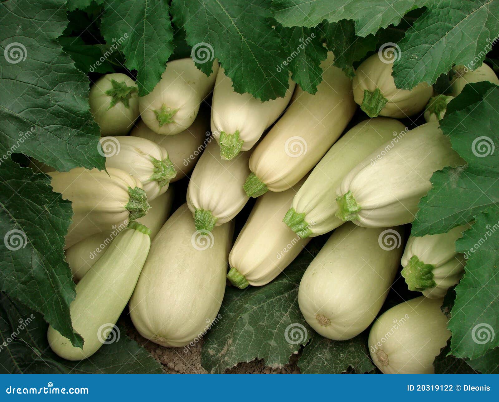 Marrows harvest stock photo. Image of growing, crop, produce - 20319122