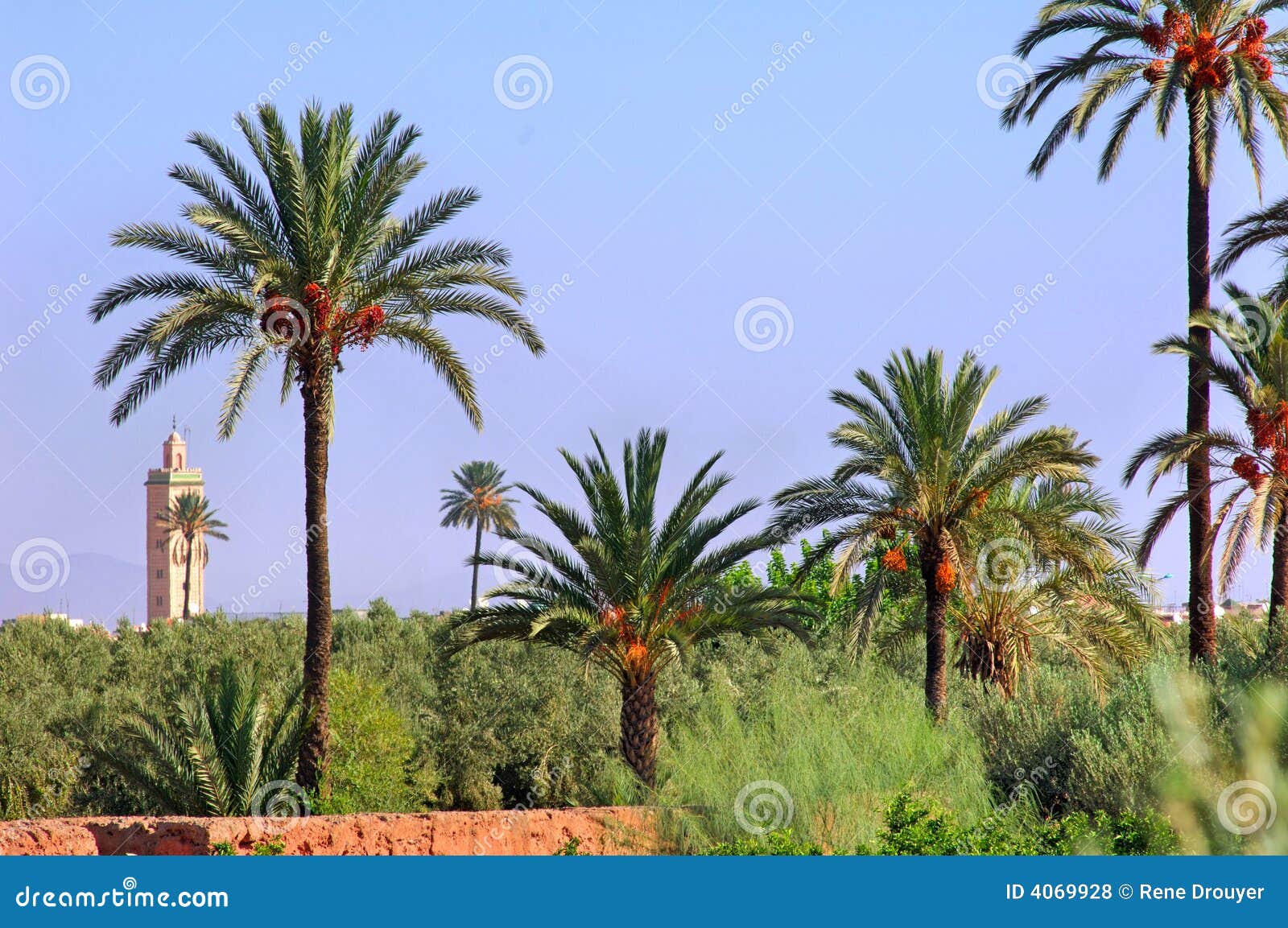 Marruecos, Marrakesh: Palmeras Foto de archivo - Imagen de arena, cielo ...