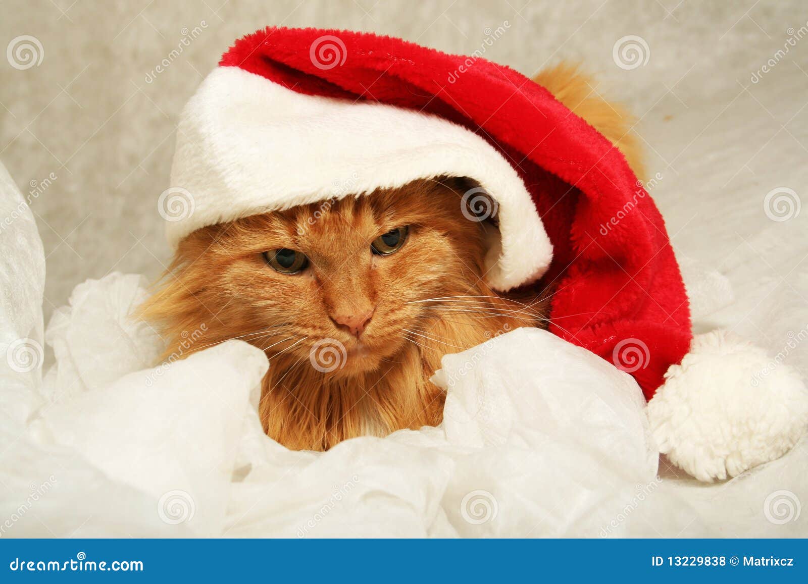 Marry christmas cat stock photo. Image of christmas, pets - 13229838