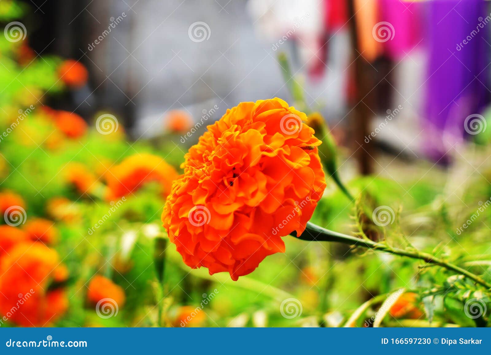 Marry-Gold Flower stock photo. Image of dynamic, flower - 166597230
